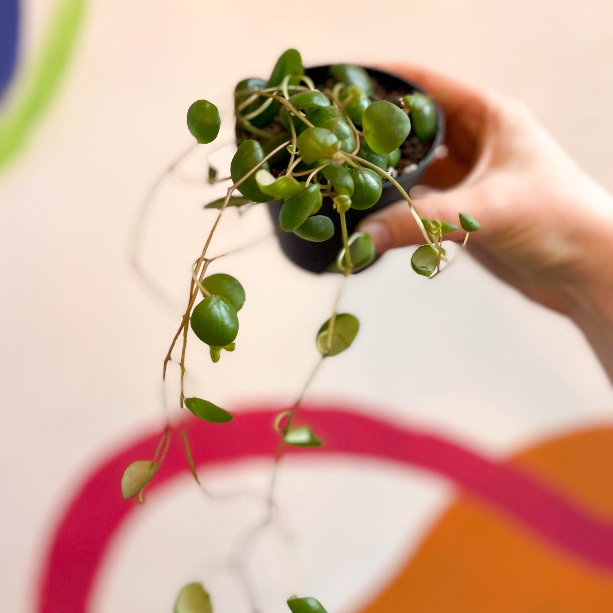String of Coins - Peperomia prostrata 'Pepperspot' – Sprouts of Bristol