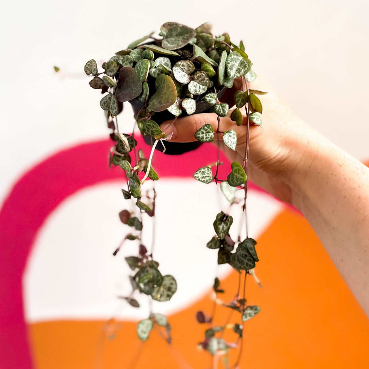 Ceropegia woodii - String of Hearts – Sprouts of Bristol