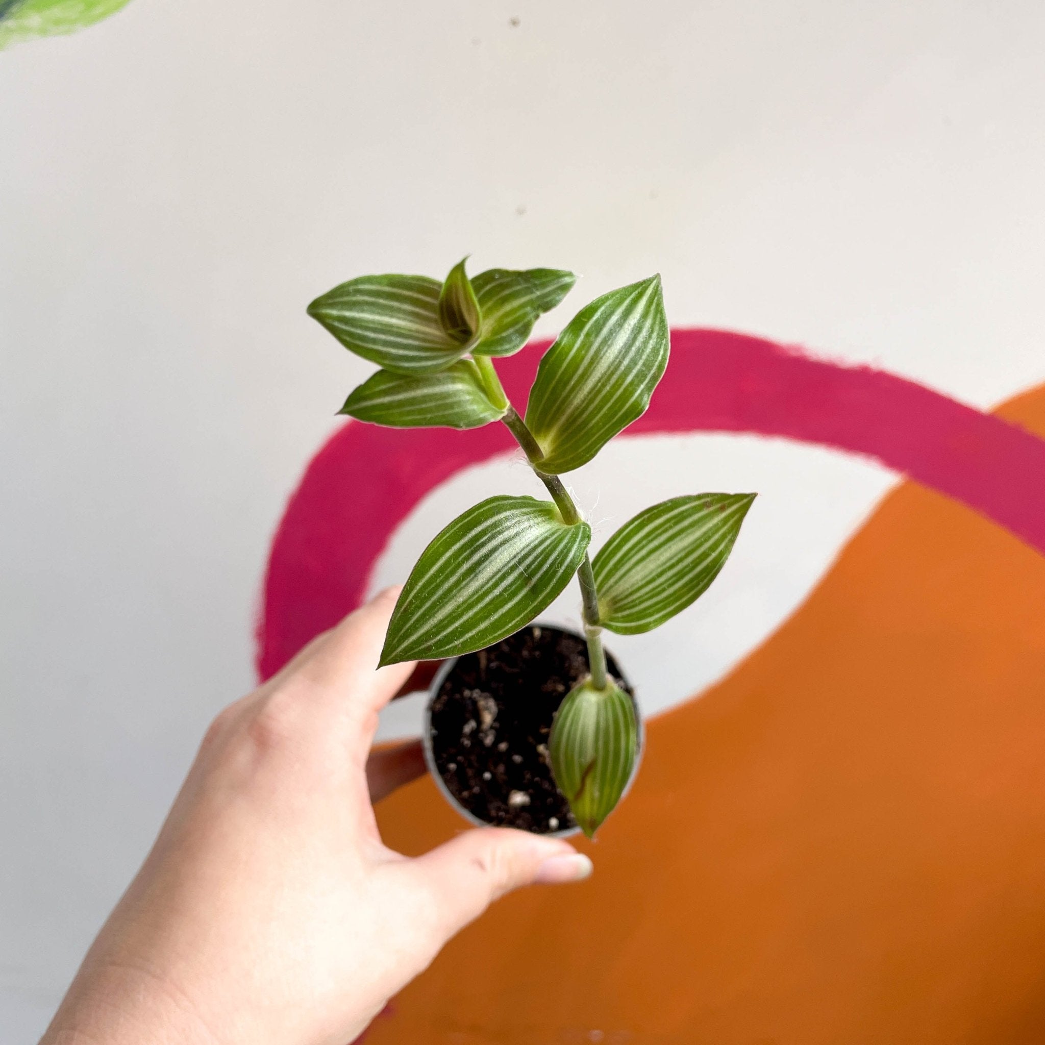 Striped Inch Plant - Callisia gentlei variegated elegans 'Tiana' - Spr ...