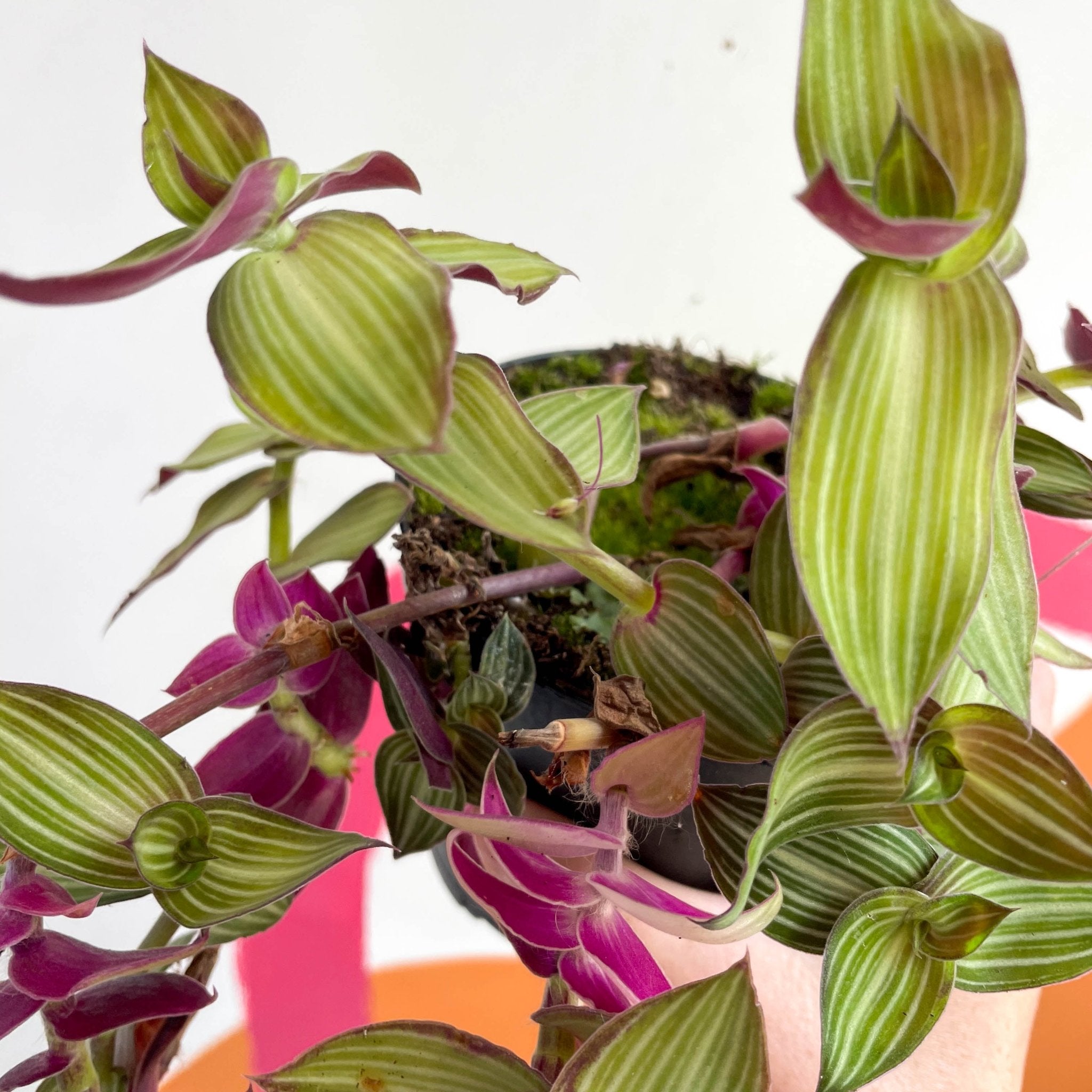 Striped Inch Plant - Callisia gentlei variegated elegans 'Tiana' - Wel ...