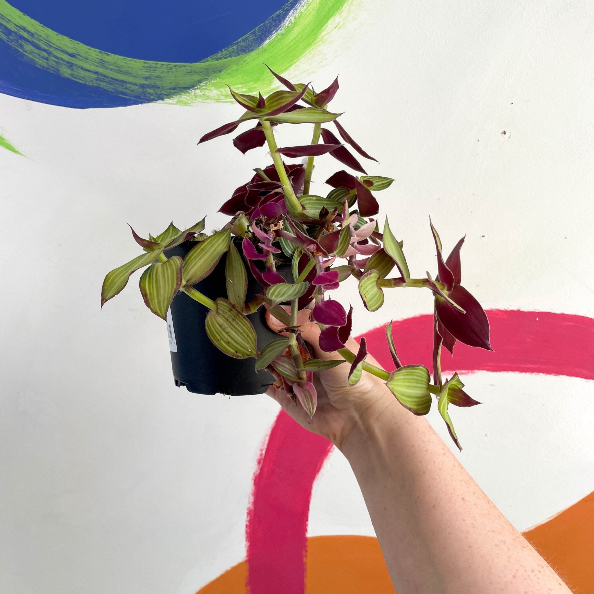 Striped Inch Plant - Callisia gentlei variegated elegans 'Tiana' - Wel ...