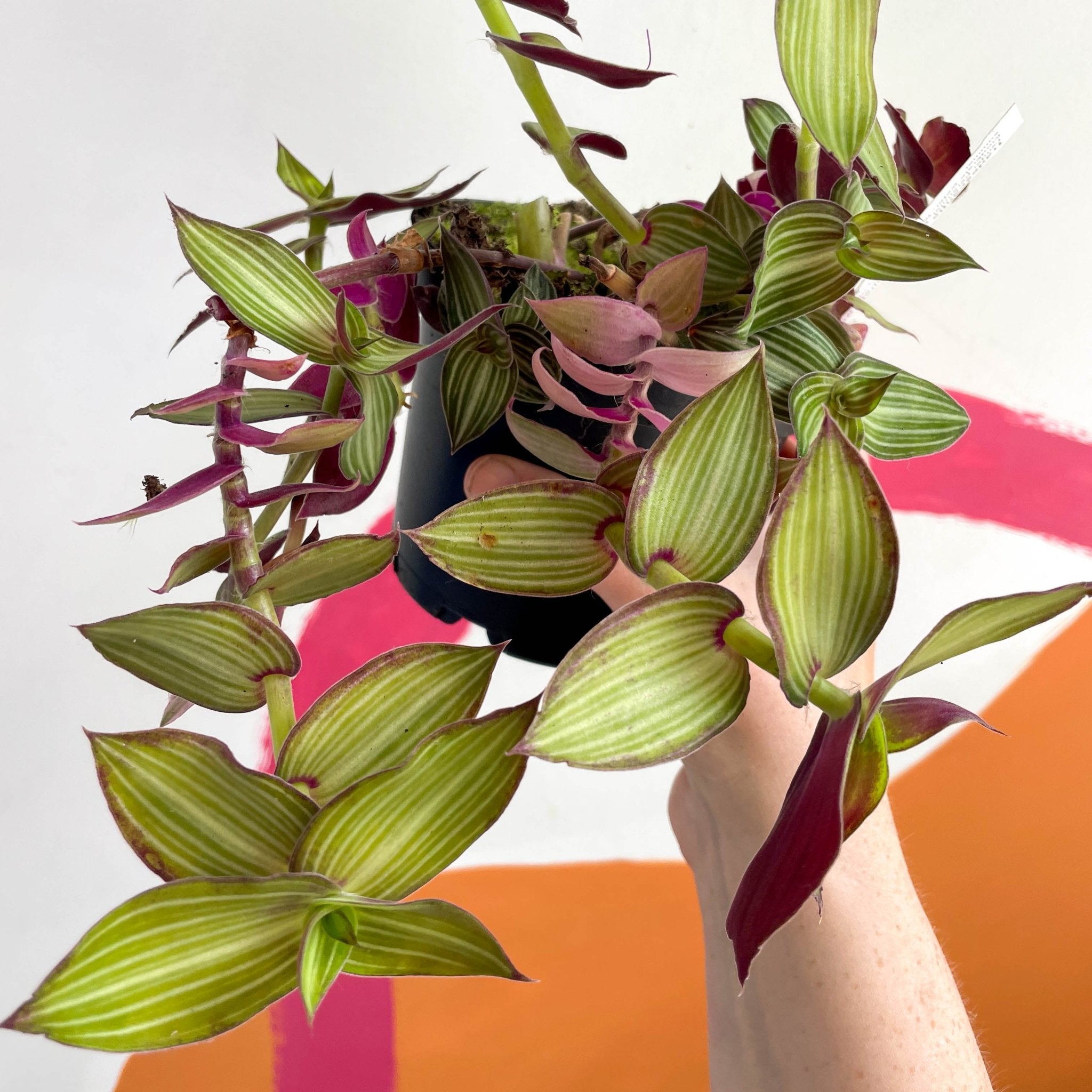 Striped Inch Plant - Callisia gentlei variegated elegans 'Tiana' - Wel ...