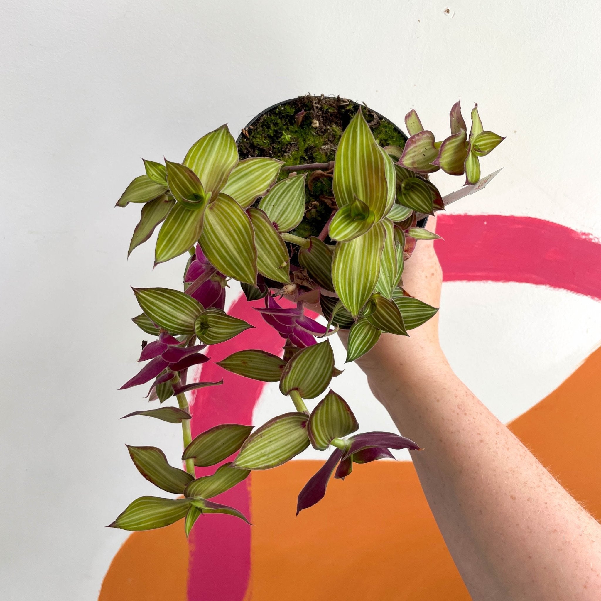 Striped Inch Plant - Callisia gentlei variegated elegans 'Tiana' - Wel ...