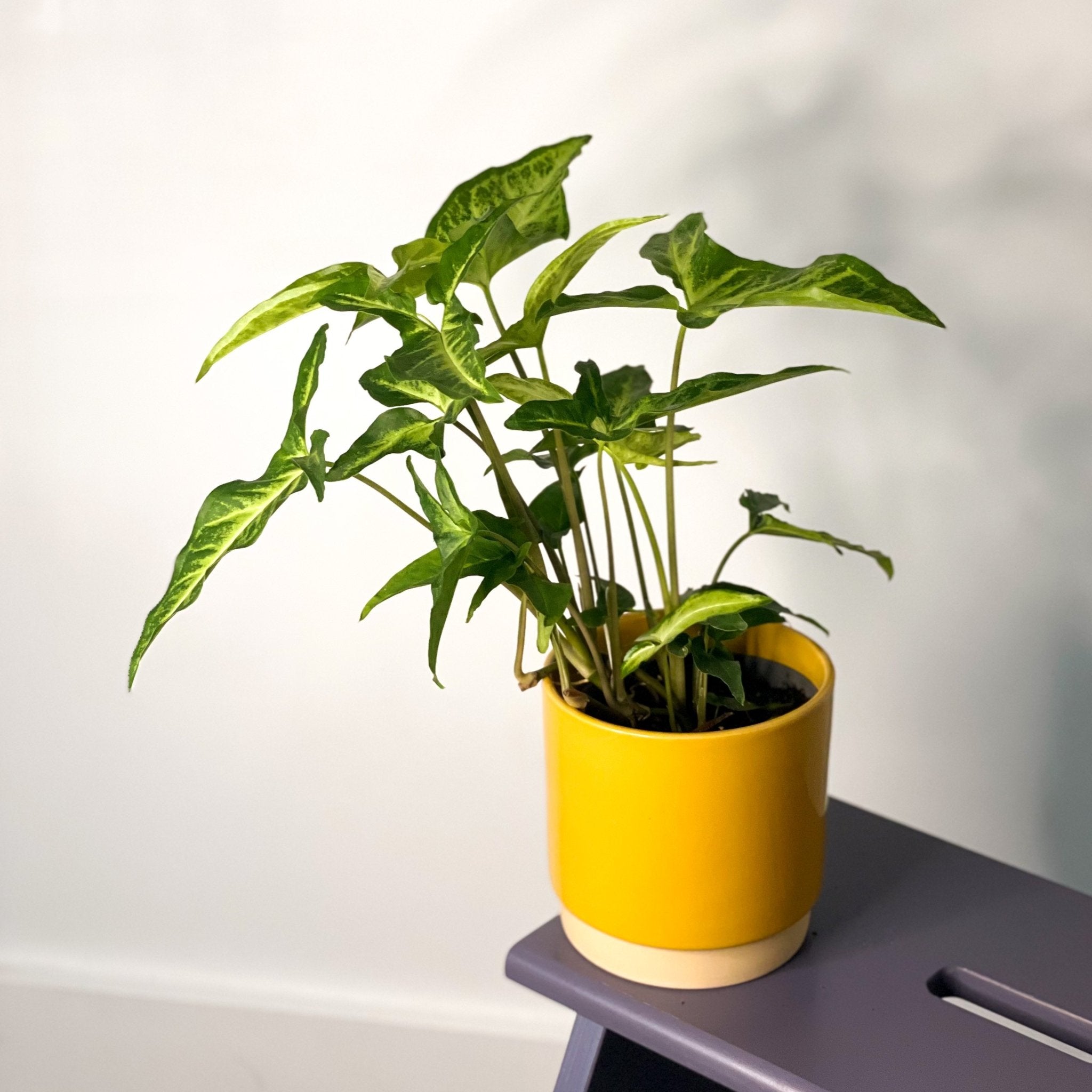 Syngonium angustatum – Sprouts of Bristol
