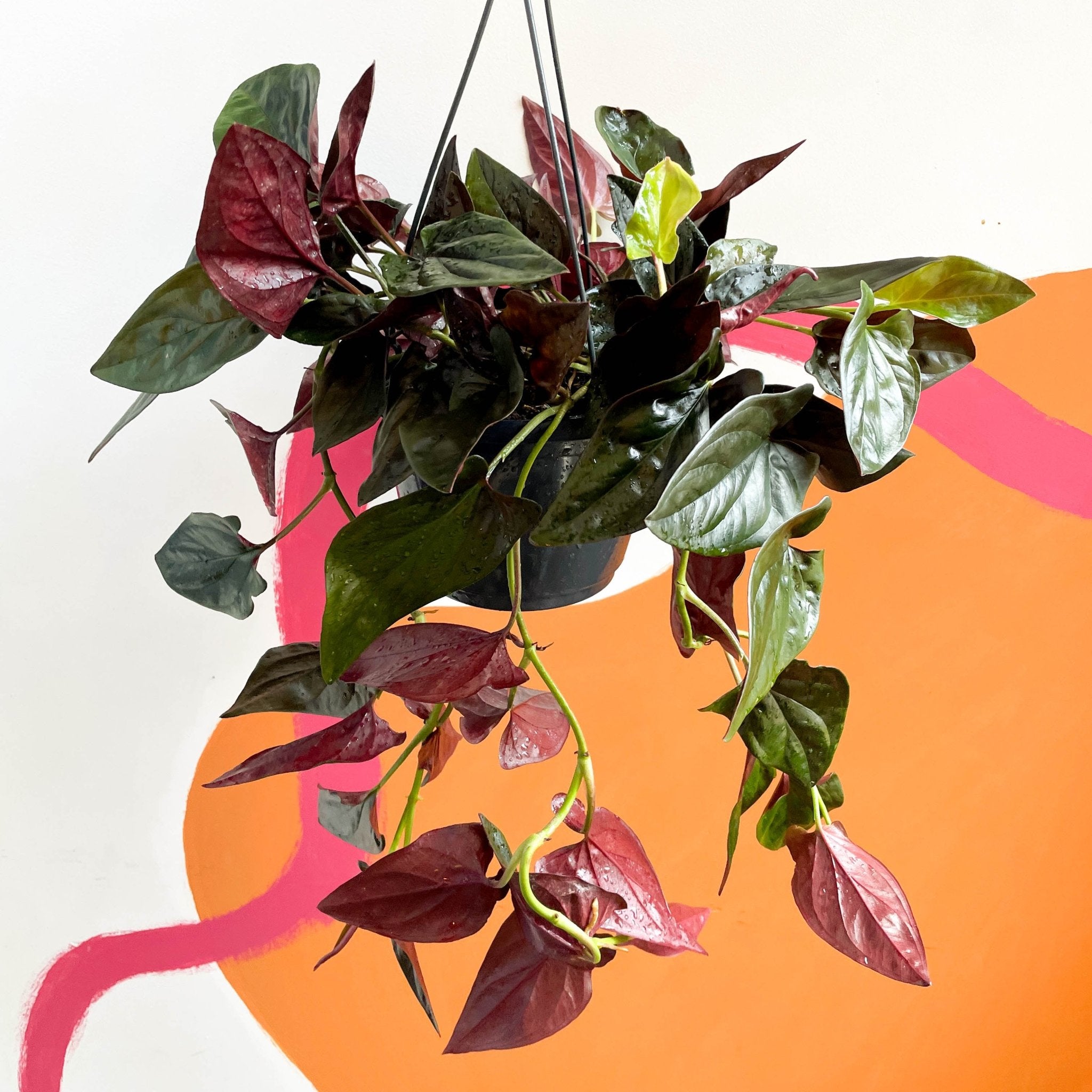 Syngonium erythrophyllum 'Red Arrow' – Sprouts of Bristol