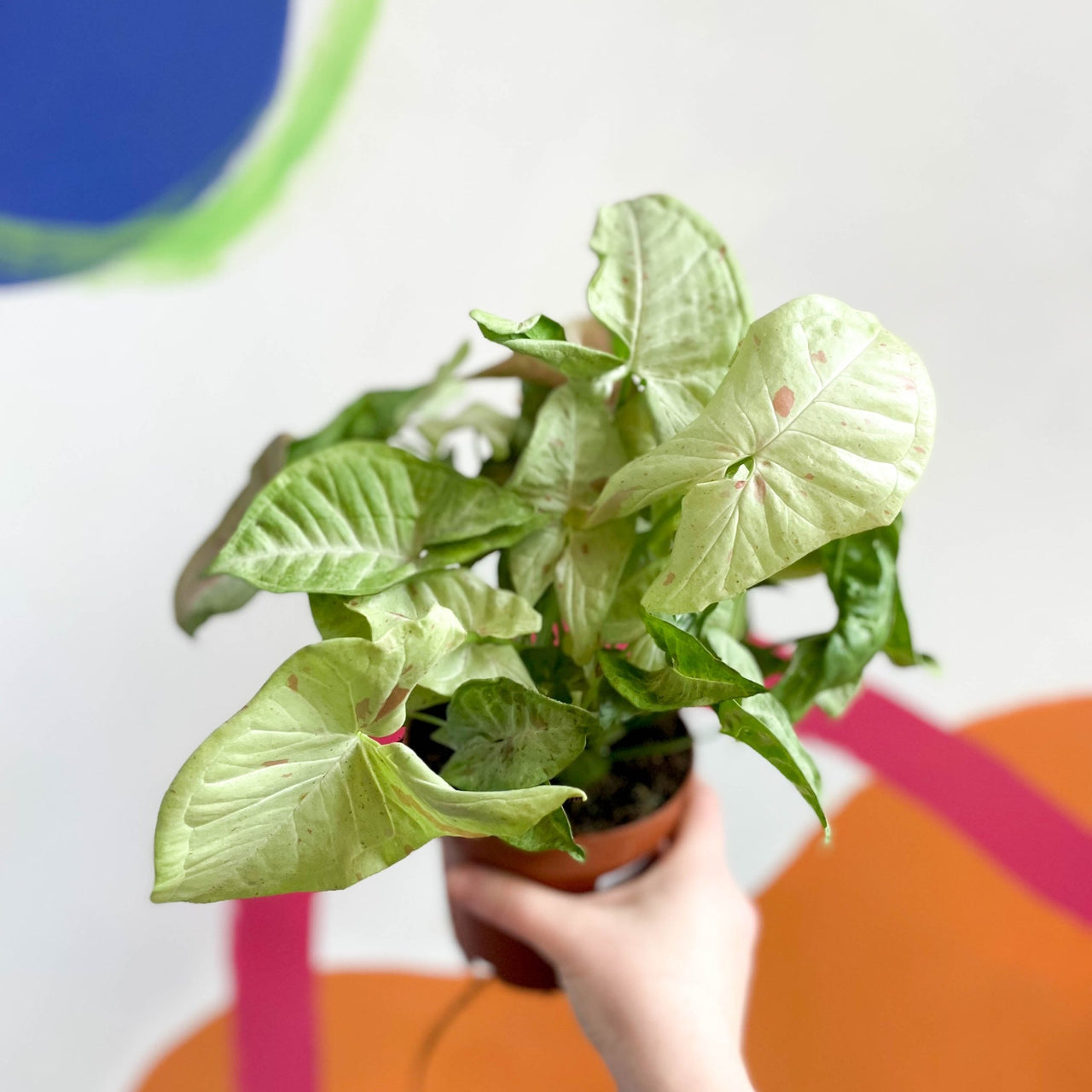 Syngonium podophyllum 'Milk Confetti' – Sprouts of Bristol