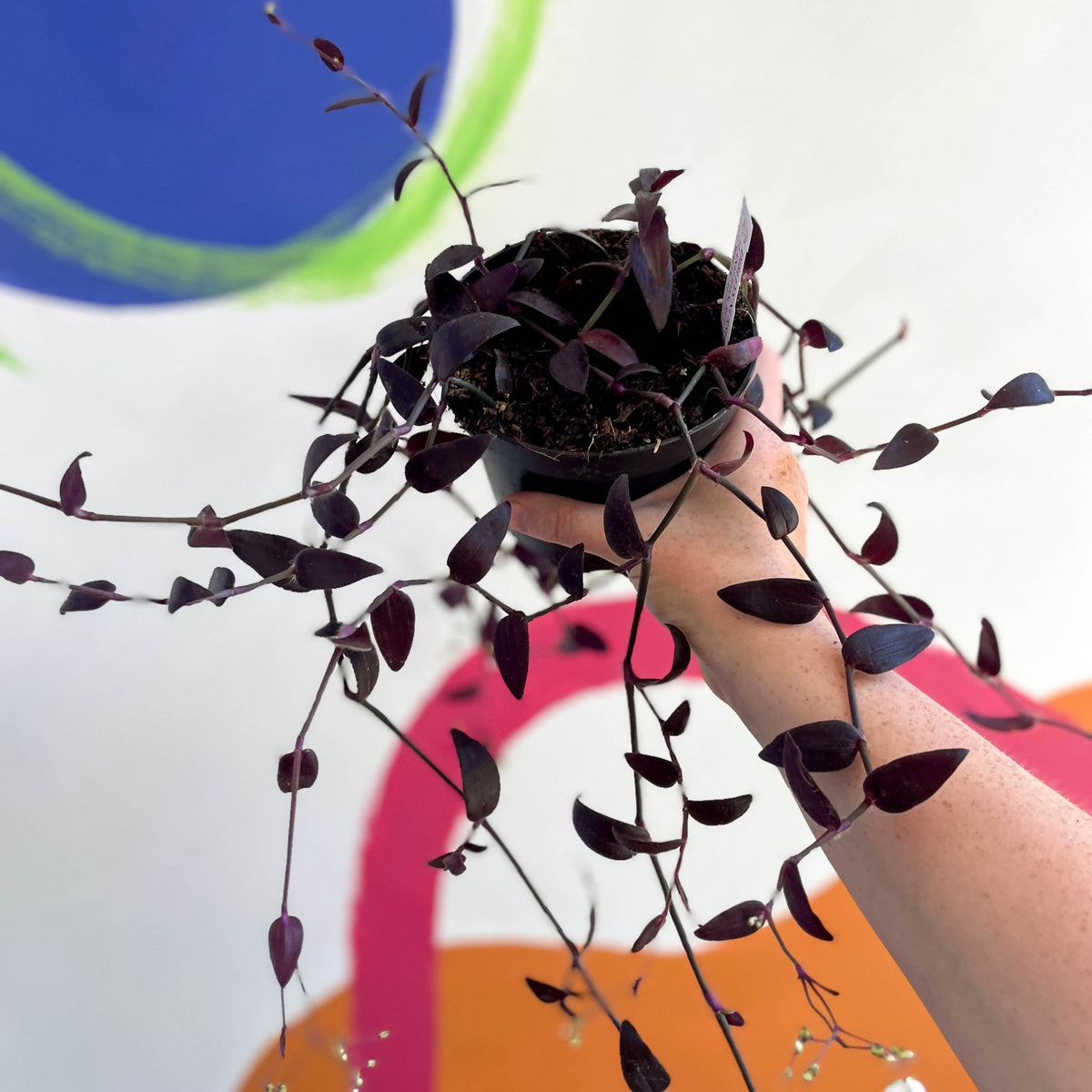 Tahitian Bridal Veil - Tradescantia geniculata 'Jose Puig' - Welsh Gro ...