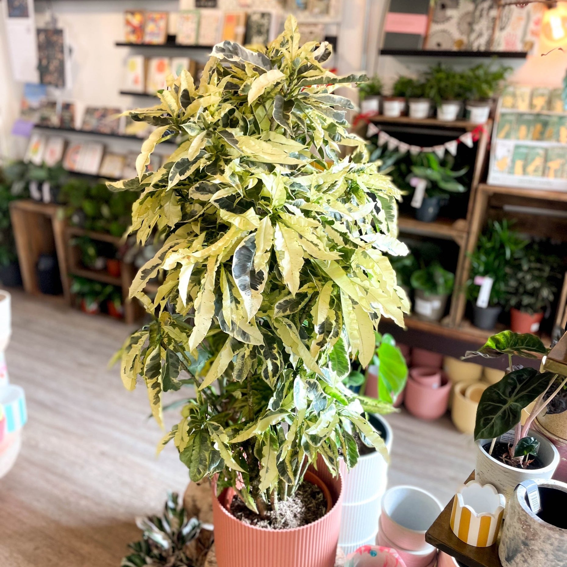 Tamara Croton Tree - Codiaeum variegatum 'Tamara' - British Grown ...