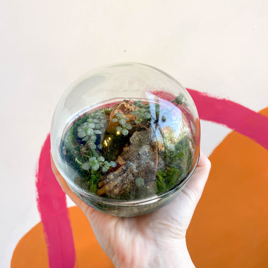 The Jungle Orb - Bioactive Terrarium – Sprouts of Bristol