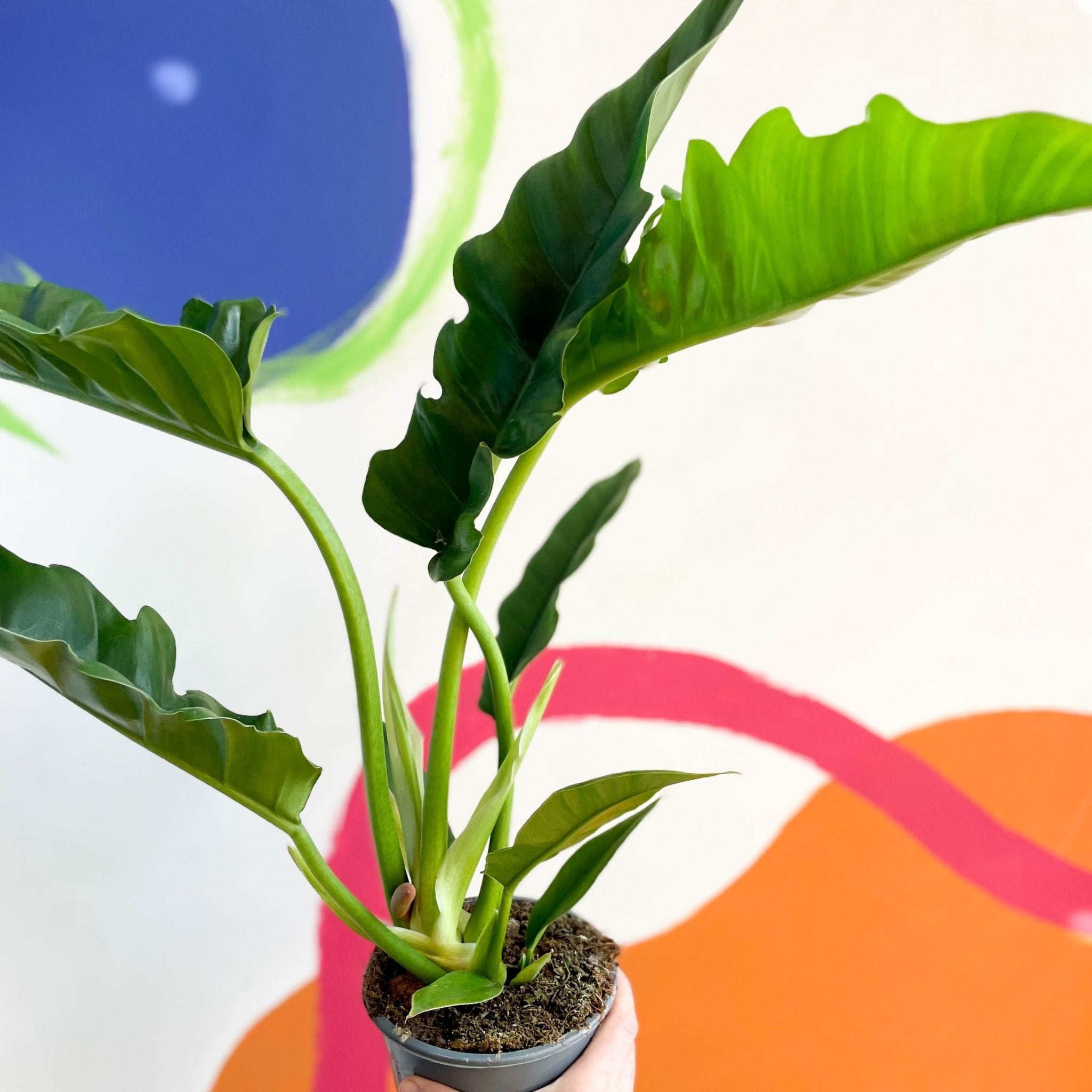 Tiger Tooth Plant - Philodendron 'Narrow Escape' – Sprouts of Bristol