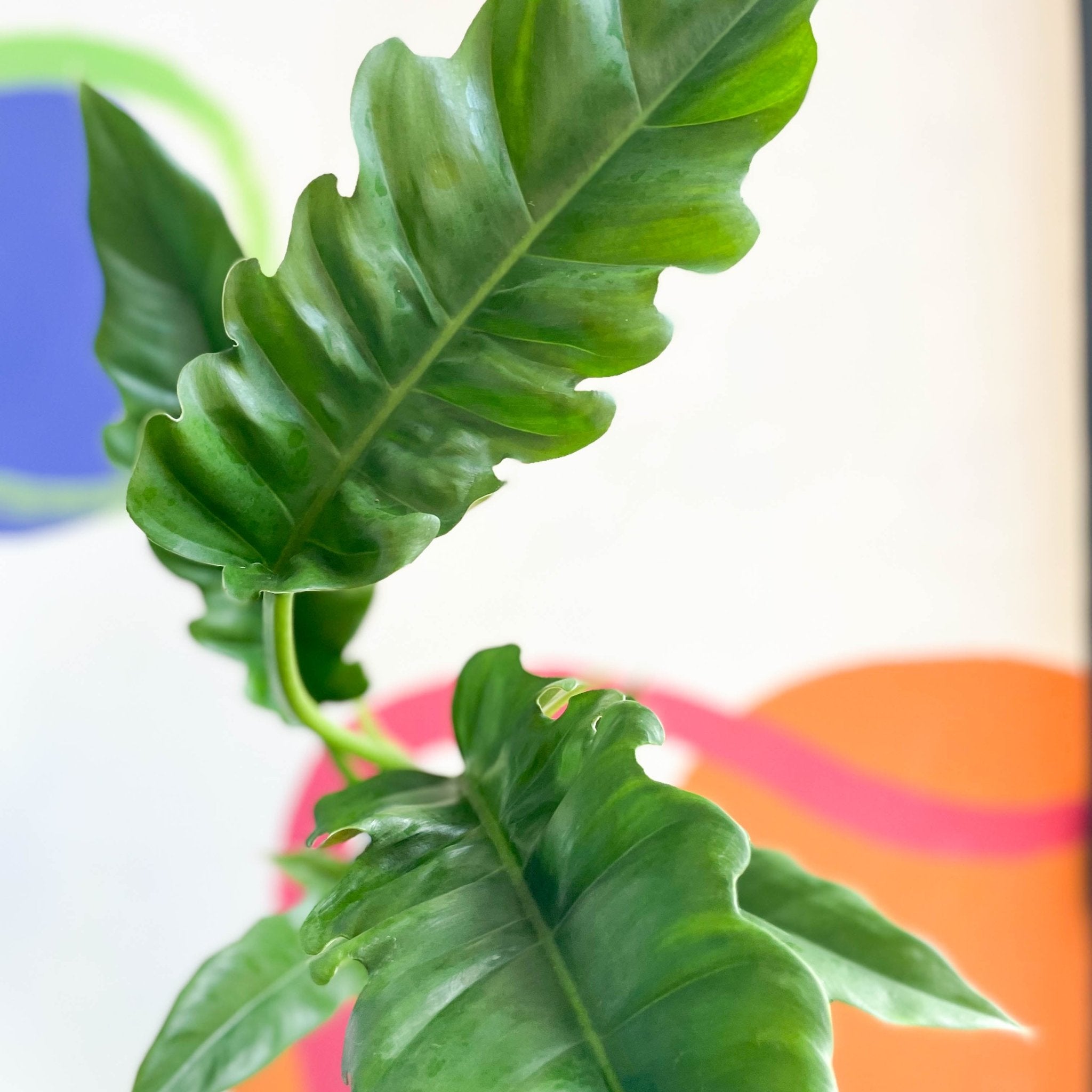 Tiger Tooth Plant - Philodendron 'Narrow Escape' – Sprouts of Bristol