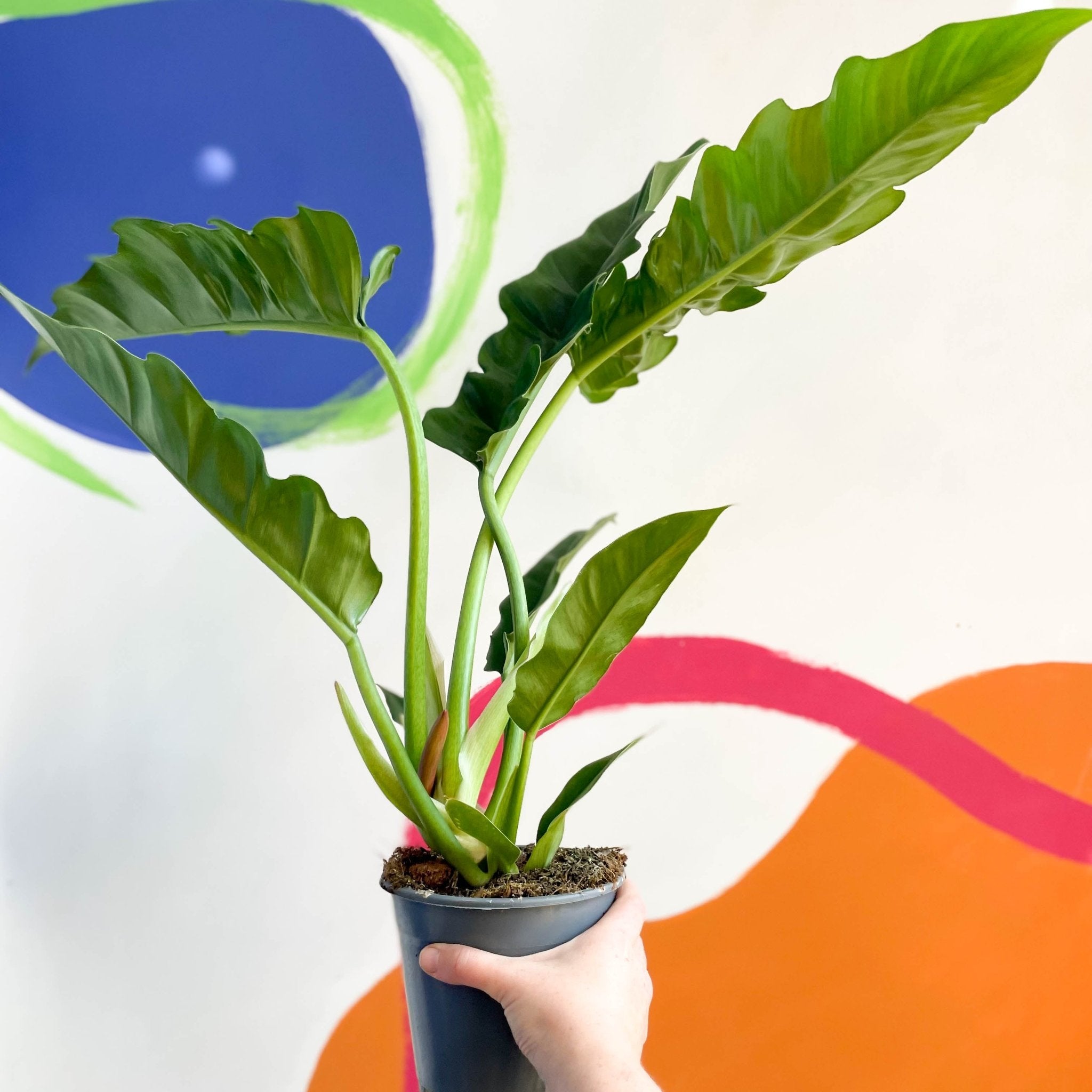 Tiger Tooth Plant - Philodendron 'Narrow Escape' – Sprouts of Bristol