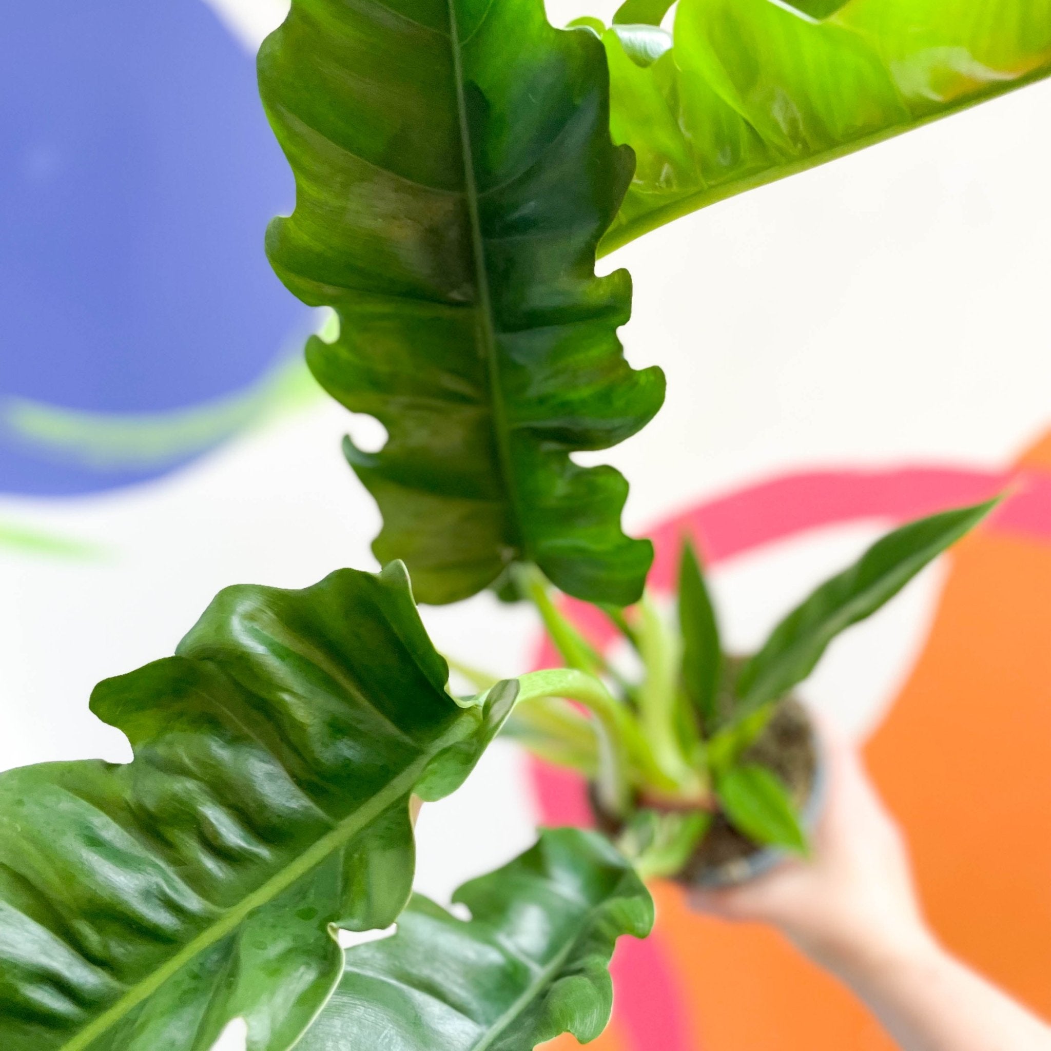 Tiger Tooth Plant - Philodendron 'Narrow Escape' – Sprouts of Bristol