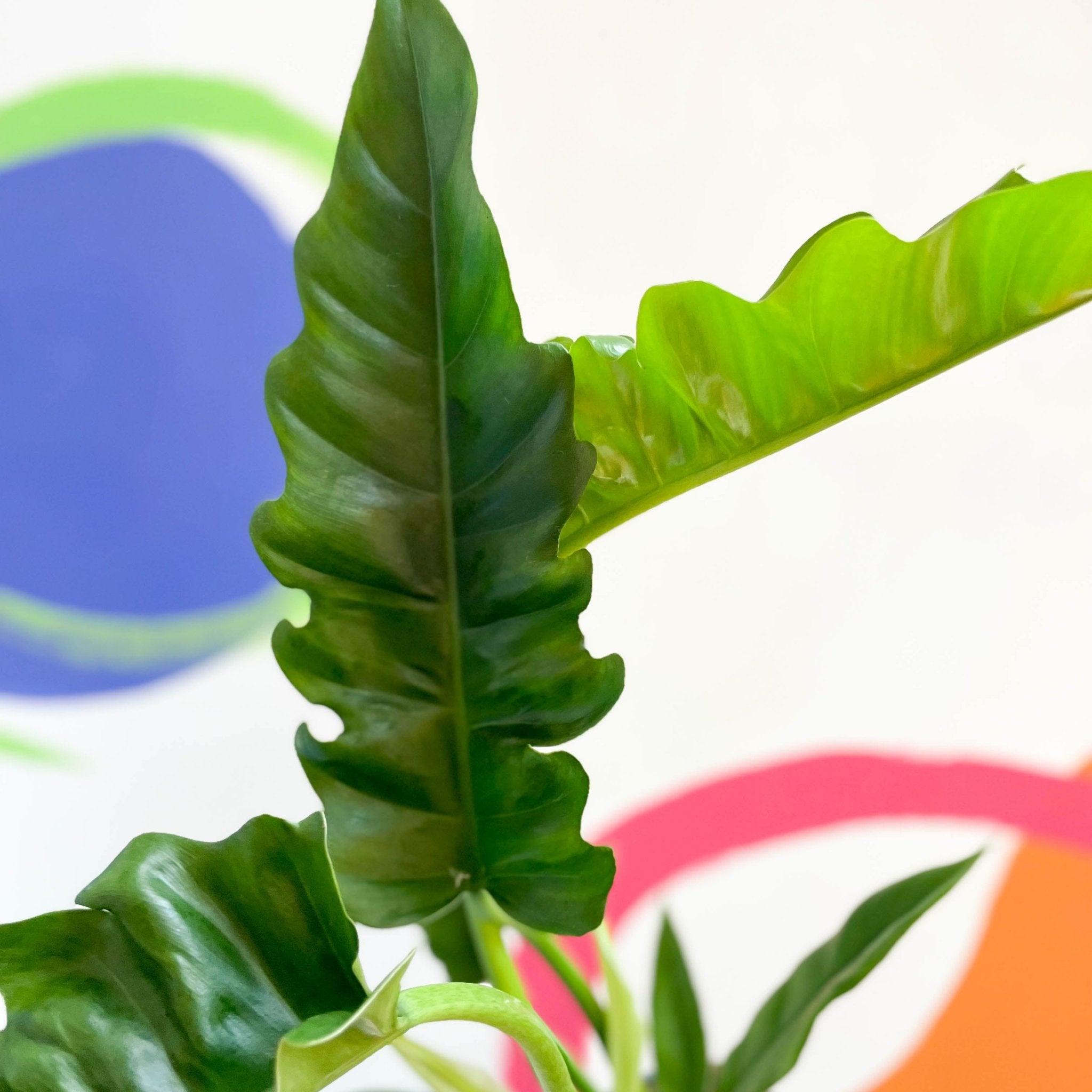 Tiger Tooth Plant - Philodendron 'Narrow Escape' – Sprouts of Bristol