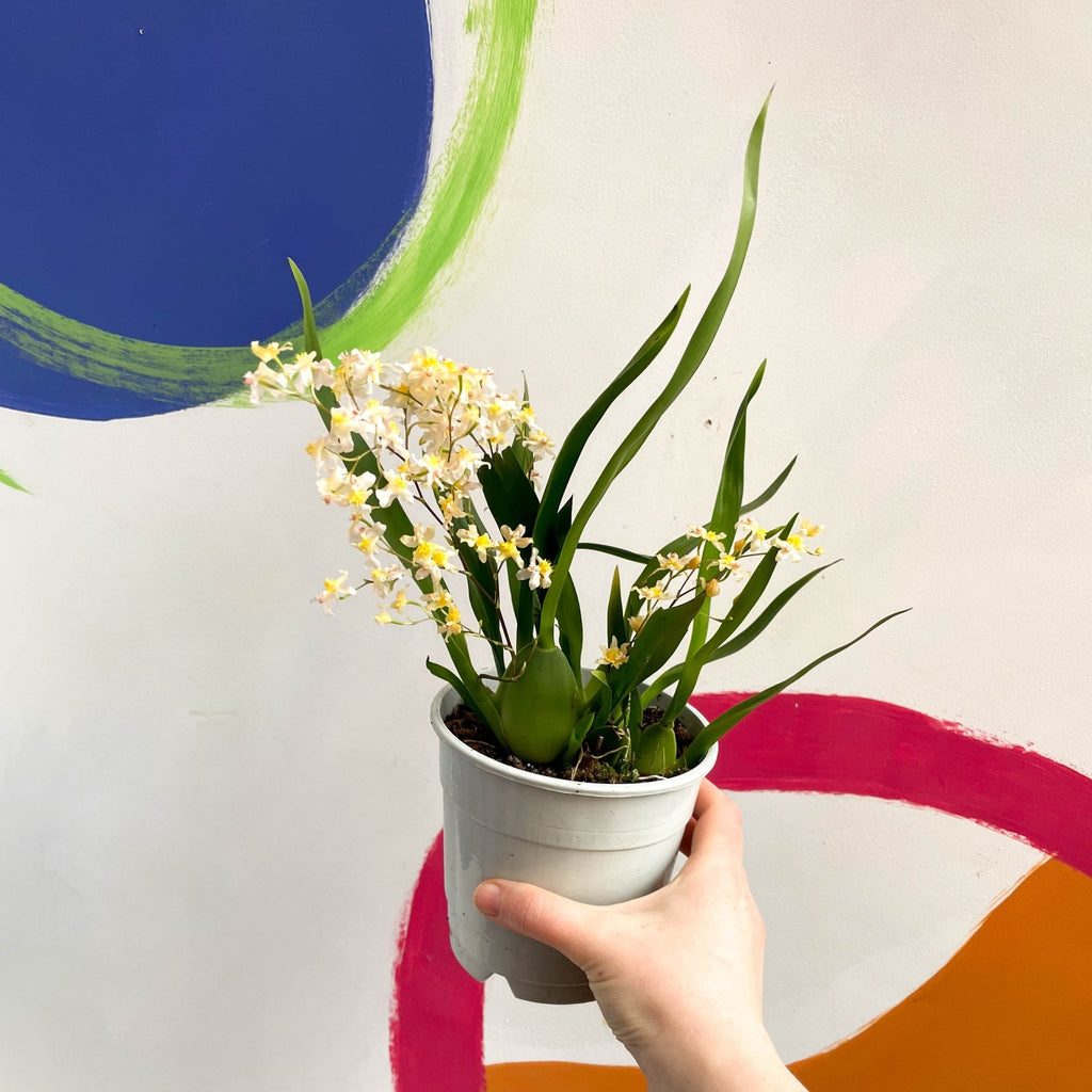 Indoor Plants – Sprouts of Bristol