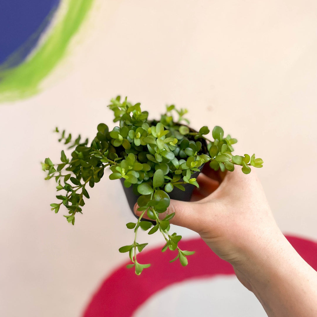 Trailing Jade Plant- Peperomia rotundifolia – Sprouts of Bristol