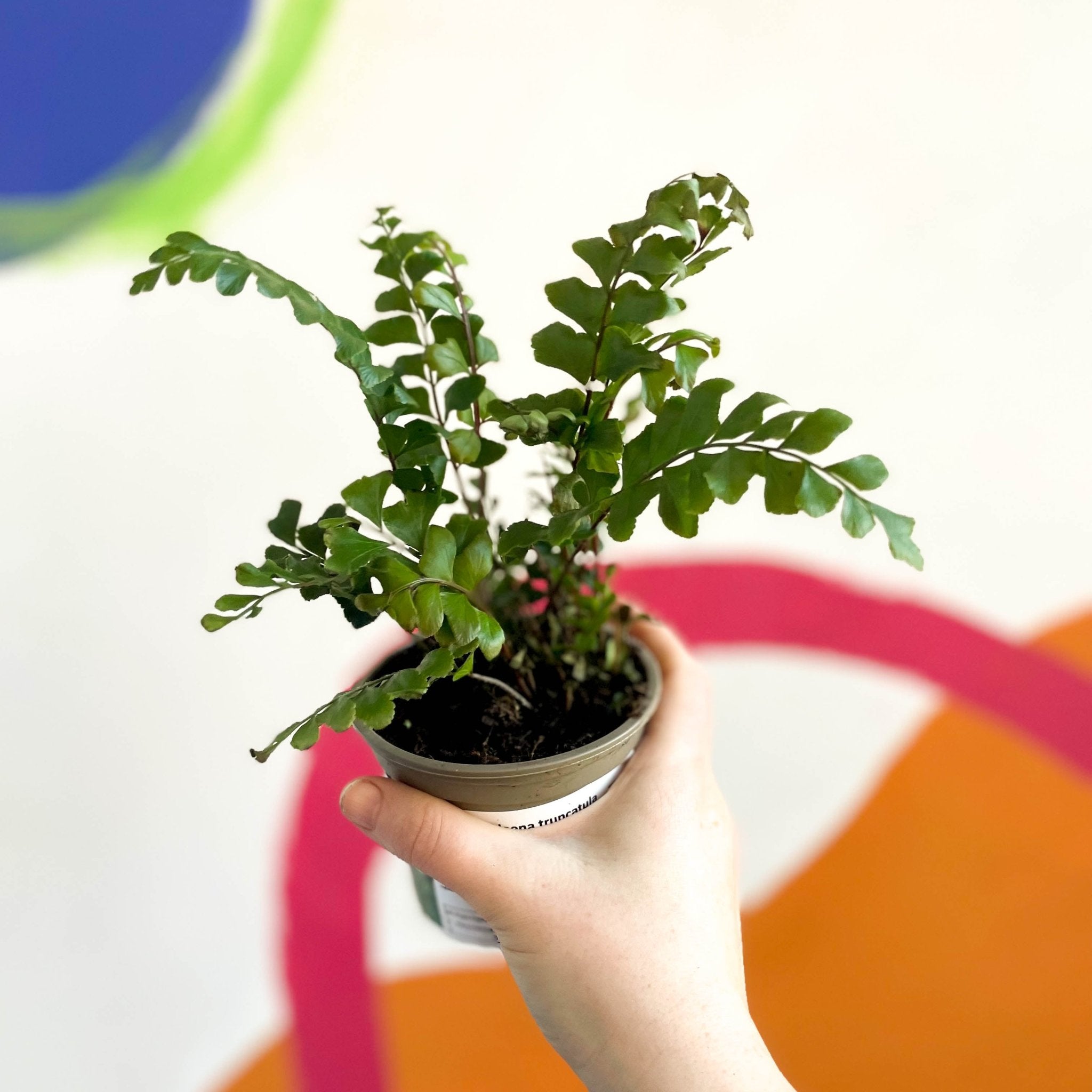 Tree Maidenhair Fern - Didymochlaena truncatula - British Grown ...
