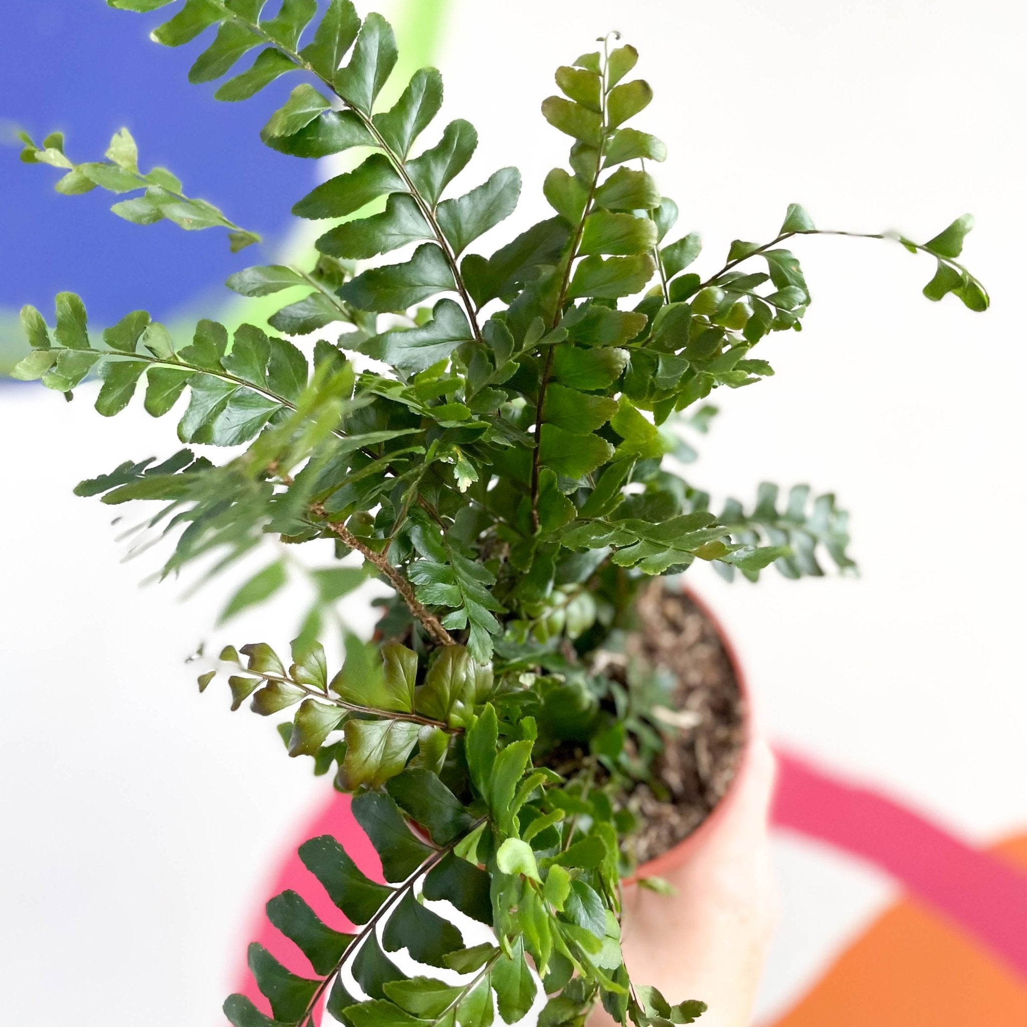 Tree Maidenhair Fern - Didymochlaena truncatula - British Grown ...