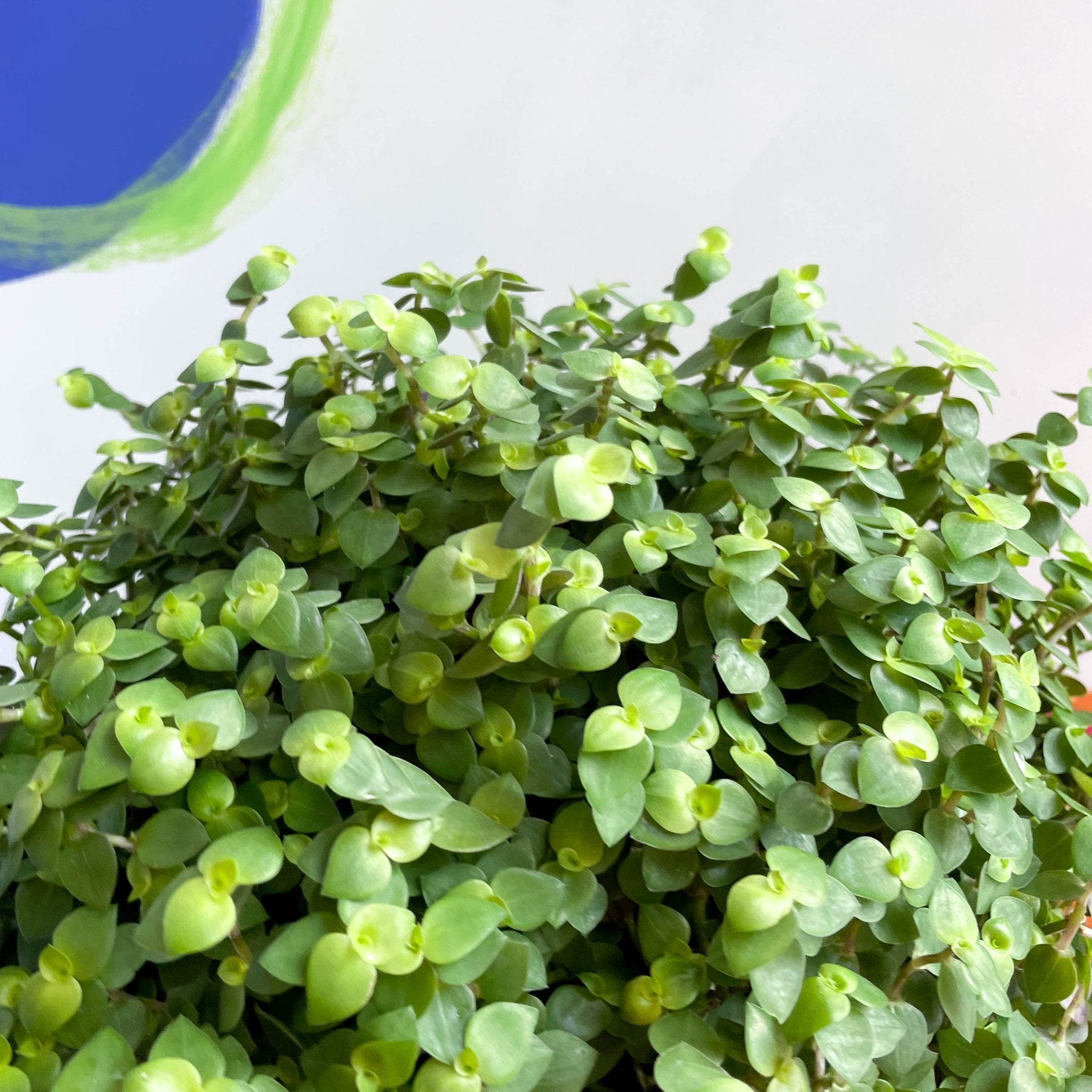 Turtle Vine / Creeping Inch Plant - Callisia repens – Sprouts of Bristol