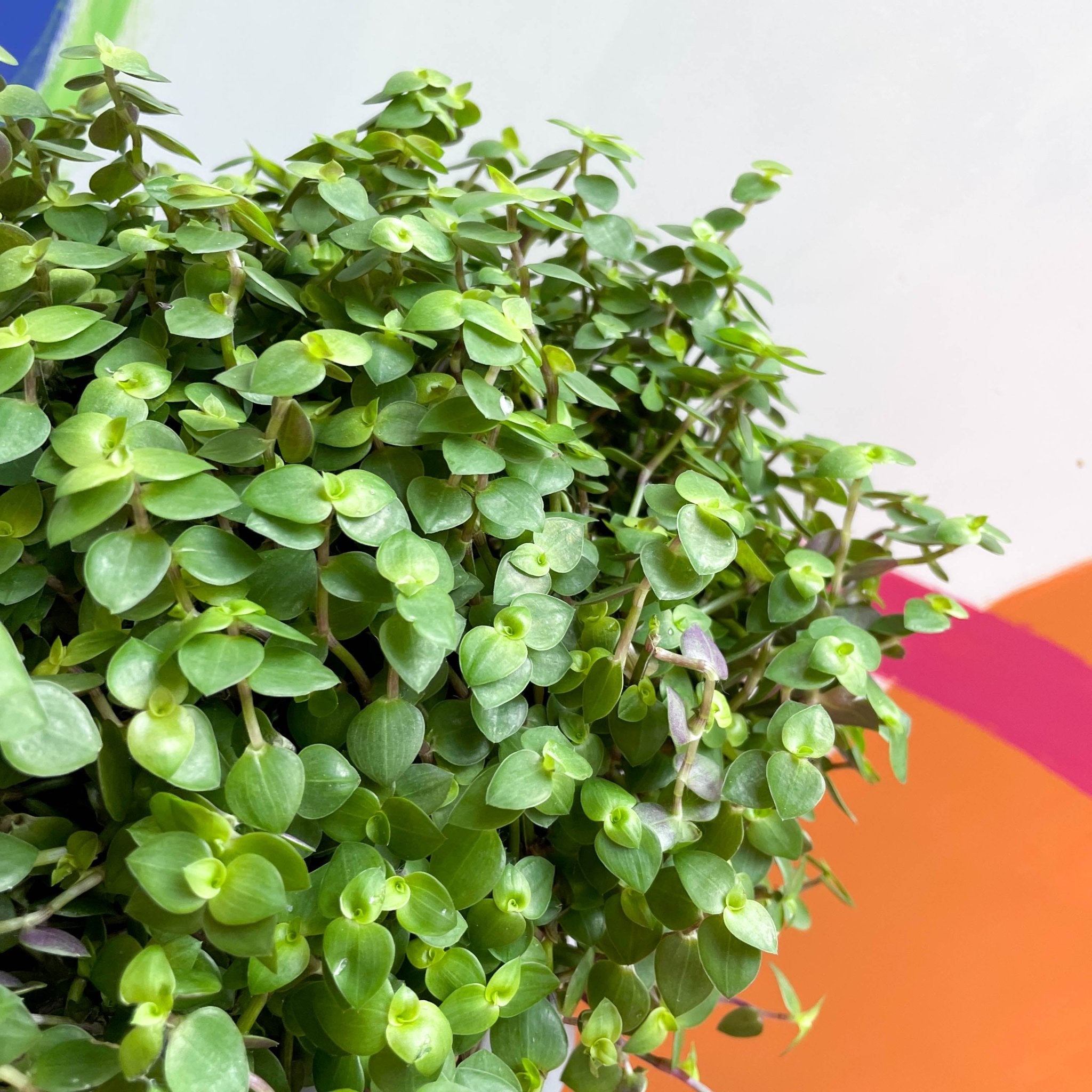 Turtle Vine / Creeping Inch Plant - Callisia repens – Sprouts of Bristol