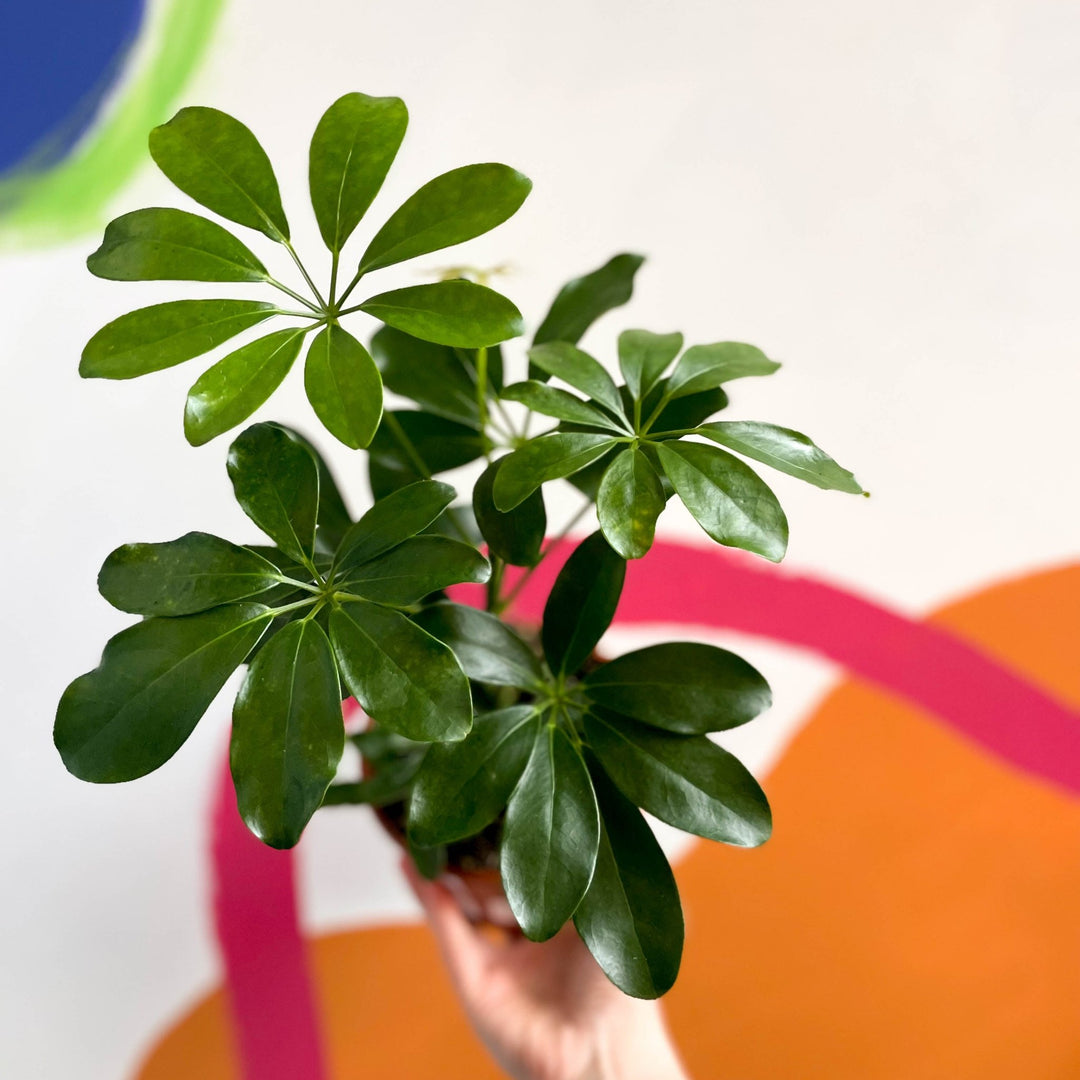 Umbrella Plant - Schefflera - British Grown – Sprouts of Bristol