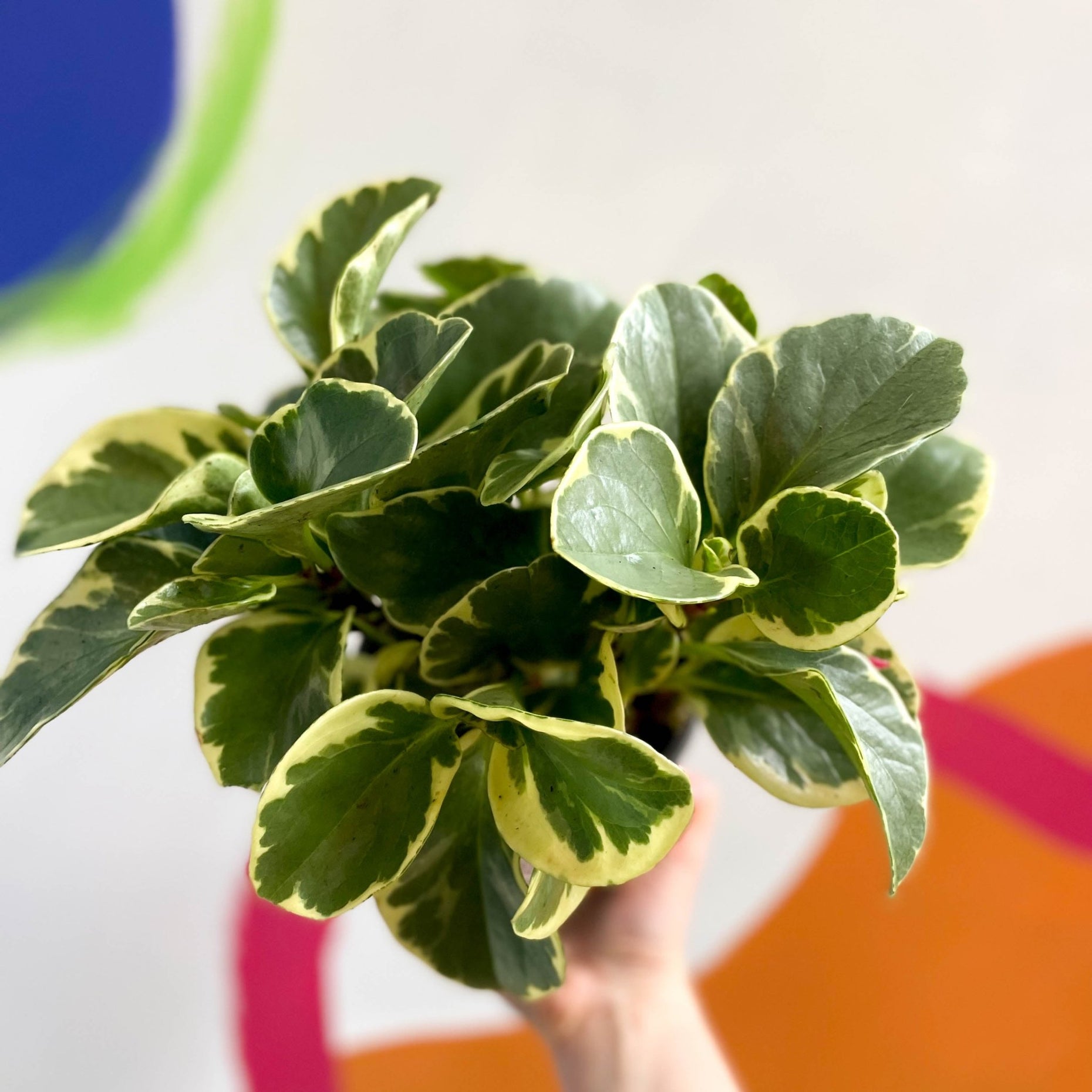 Buntblättriger Gummibaum - Peperomia obtusifolia `Variegata' - Britisc ...