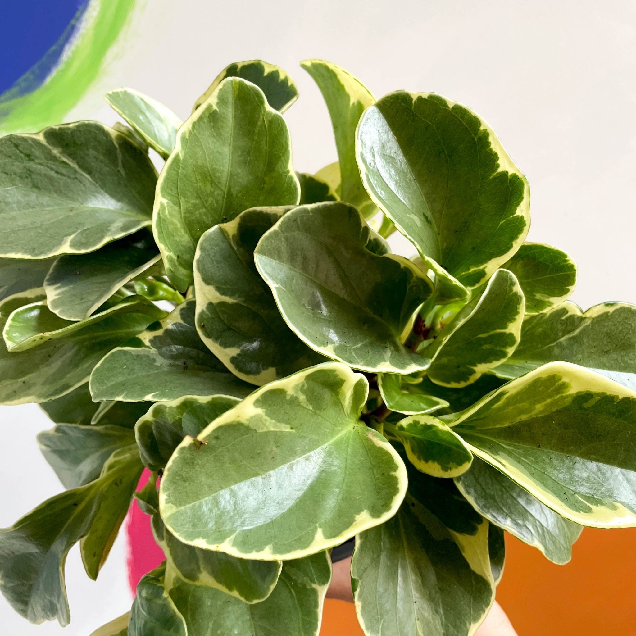 Variegated Baby Rubberplant - Peperomia obtusifolia `Variegata' - Brit ...