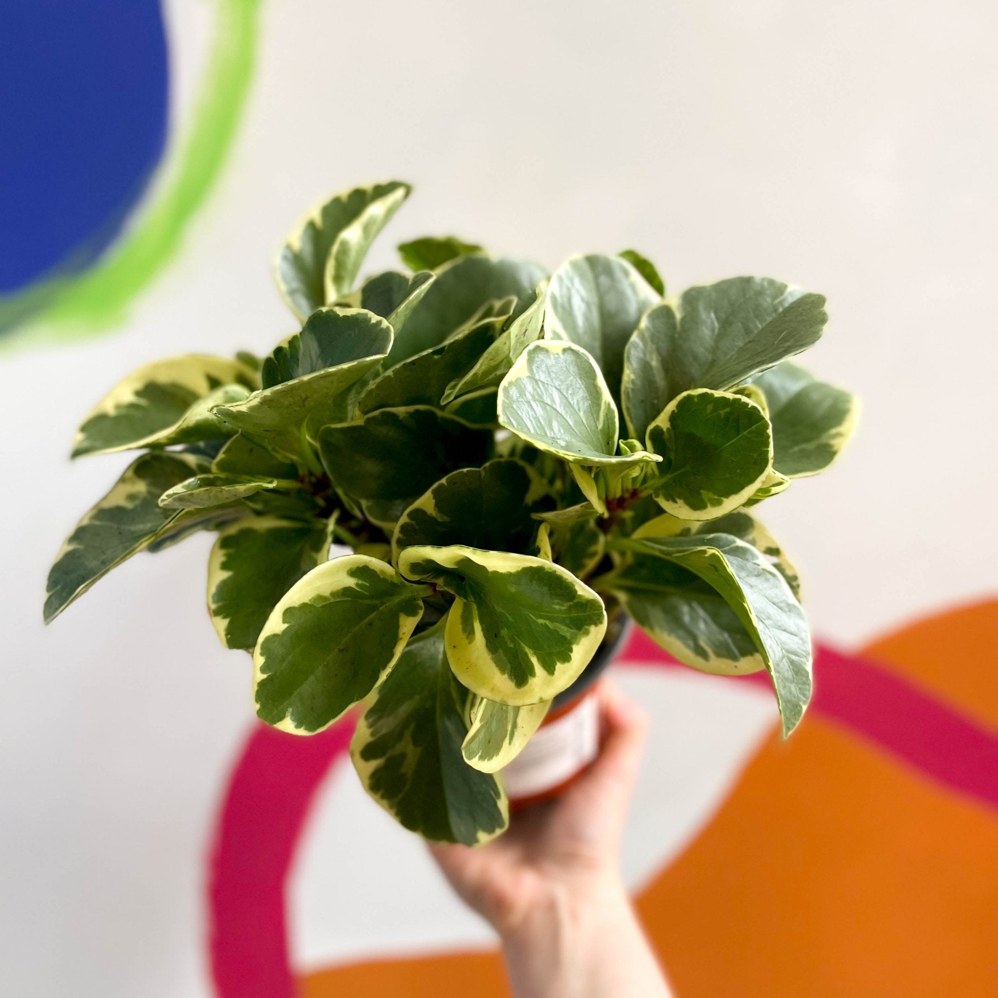 Variegated Baby Rubberplant - Peperomia obtusifolia `Variegata' - Brit ...