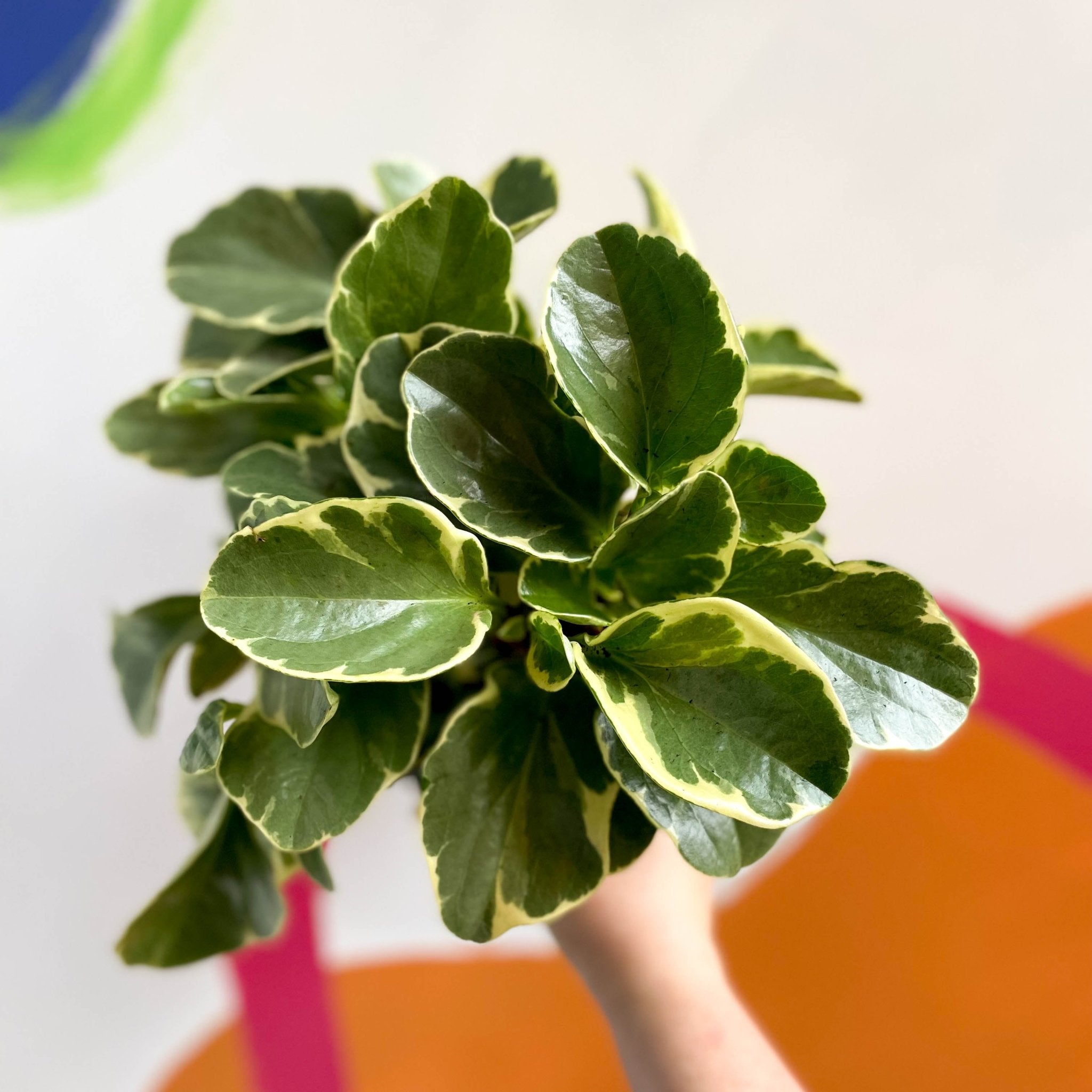 Variegated Baby Rubberplant - Peperomia obtusifolia `Variegata' - Brit ...