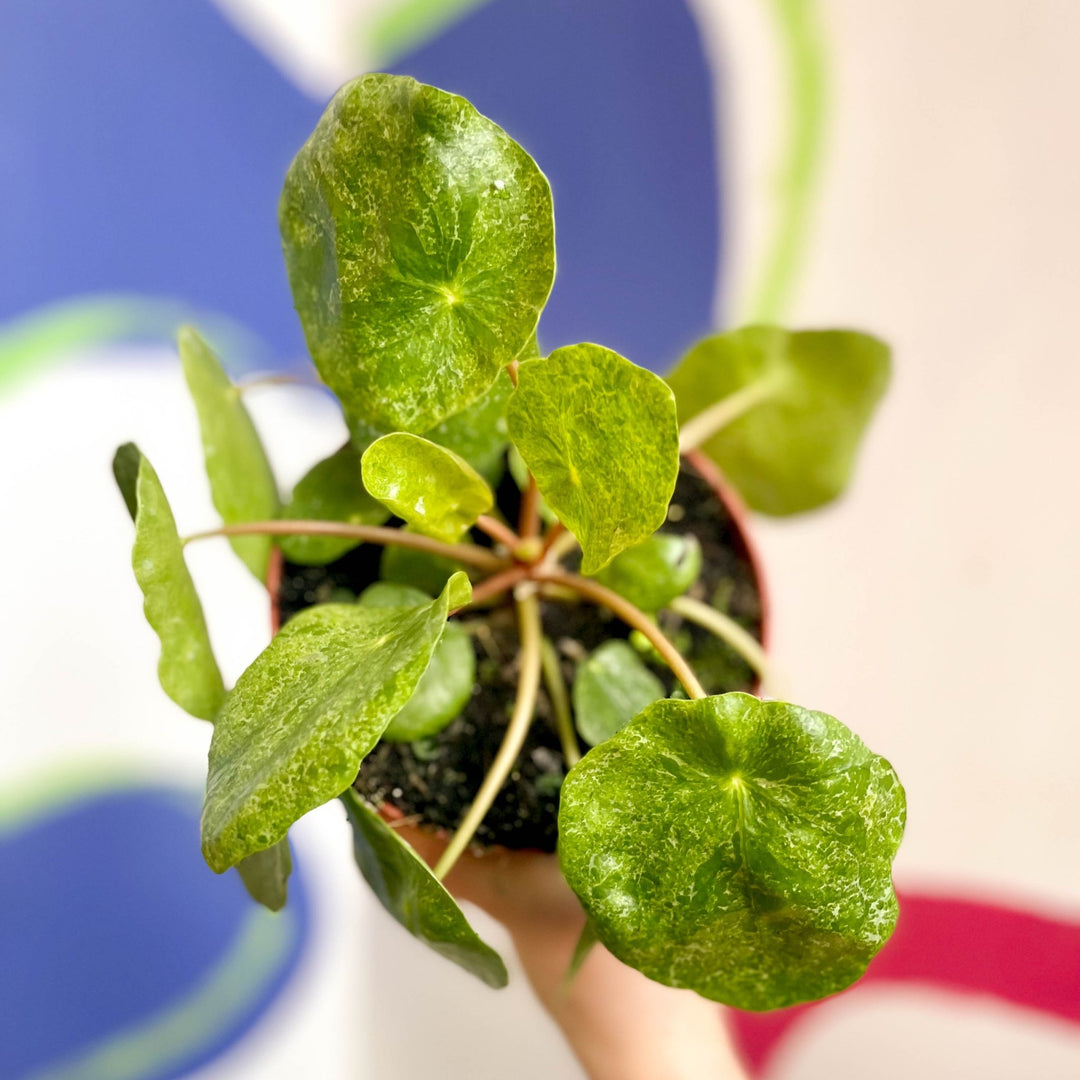Variegated Chinese Money Leaf - Pilea peperomioides ‘Sugar’ – Sprouts ...