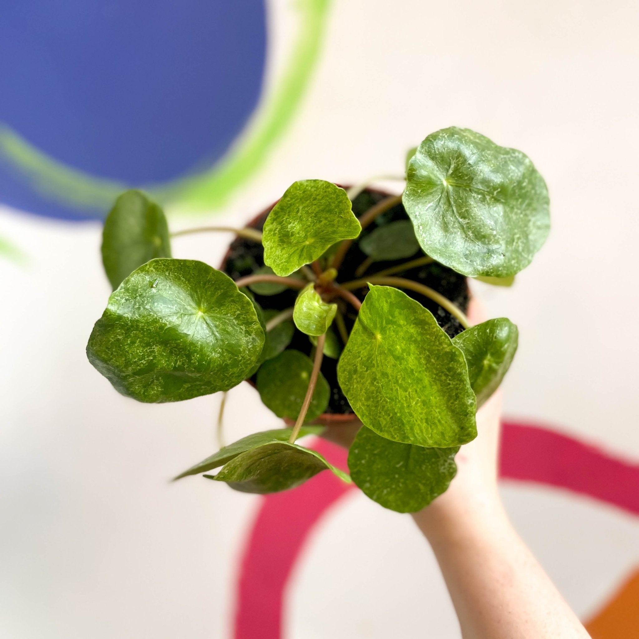 Variegated Chinese Money Leaf - Pilea peperomioides ‘Sugar’ – Sprouts ...
