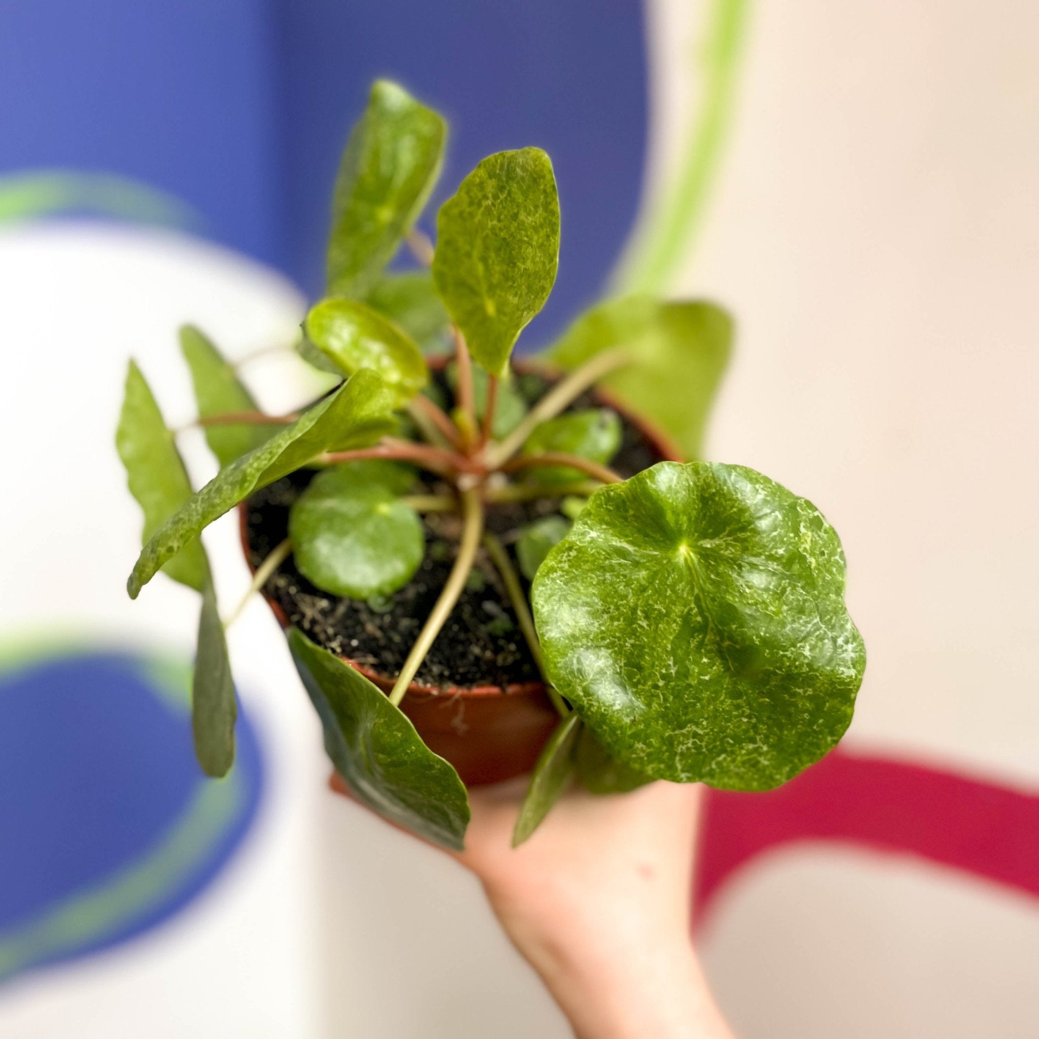 Variegated Chinese Money Leaf - Pilea peperomioides ‘Sugar’ – Sprouts ...