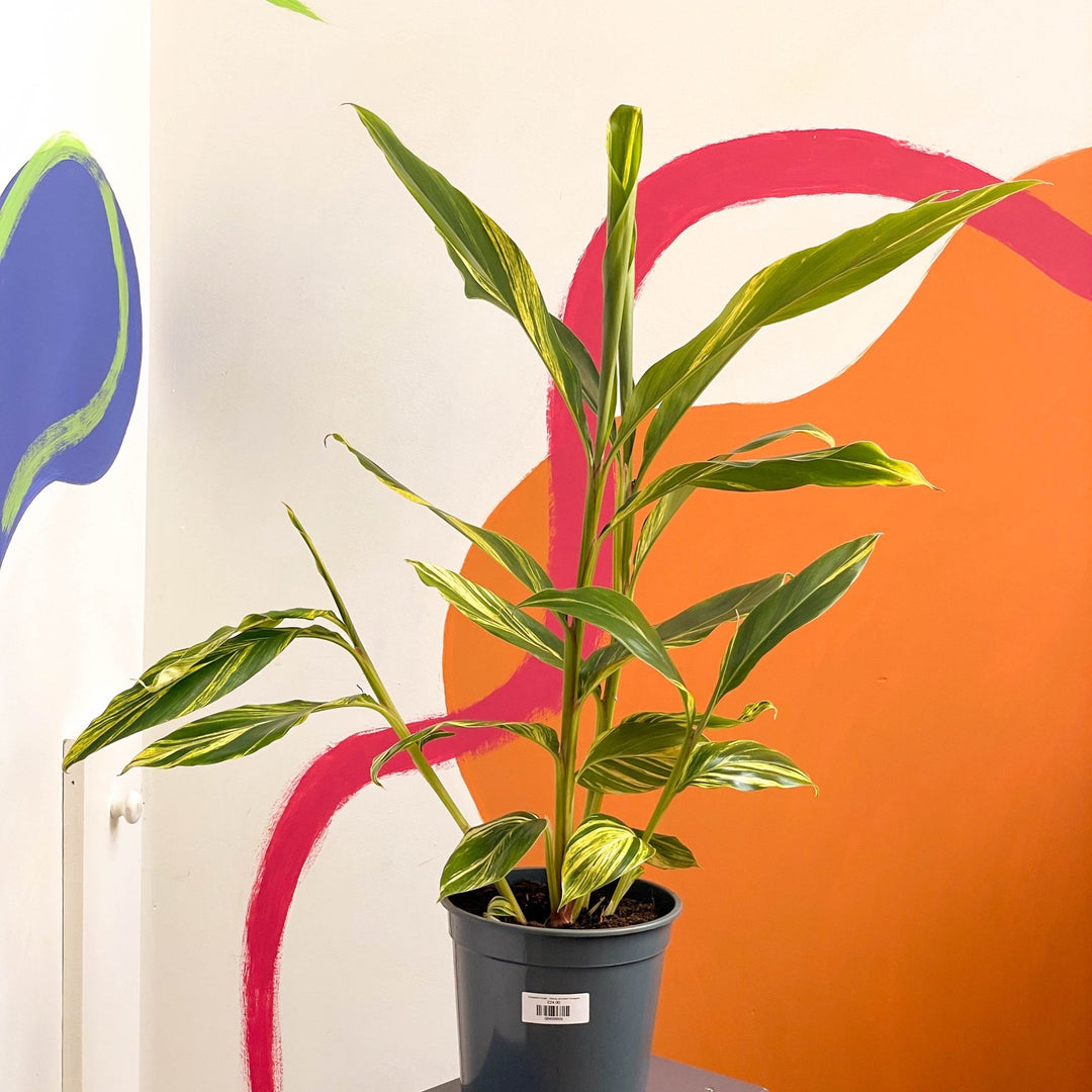 Variegated Ginger - Alpinia zerumbet 'Variegata' – Sprouts of Bristol