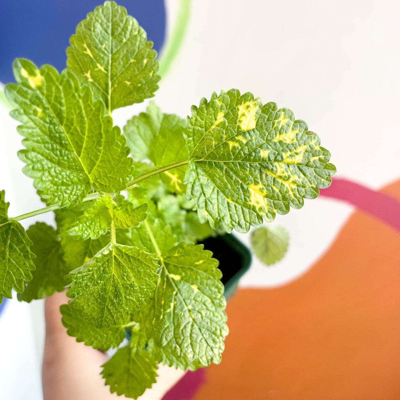 Variegated Lemon Balm - Melissa officinalis variegata - Cotswolds Grow ...