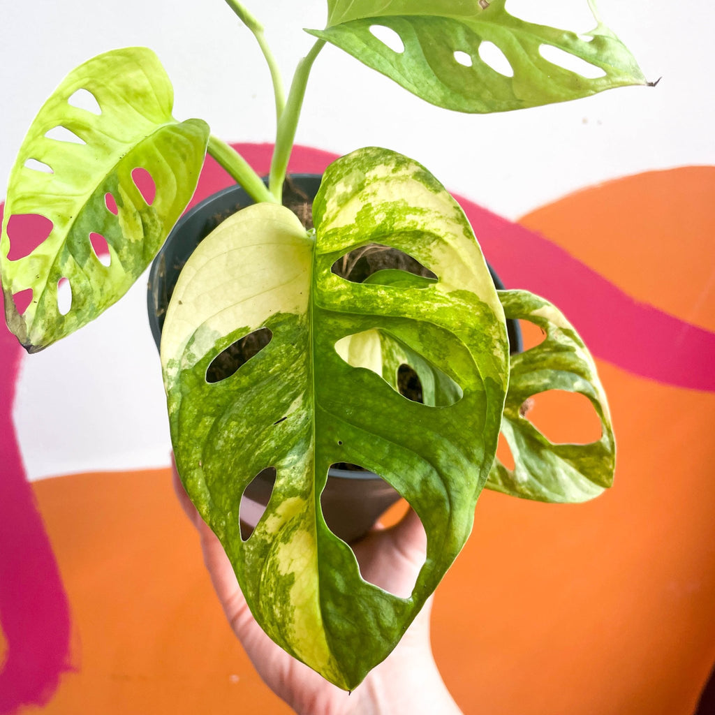 Monstera adansonii variegata 'Aurea' – Sprouts of Bristol