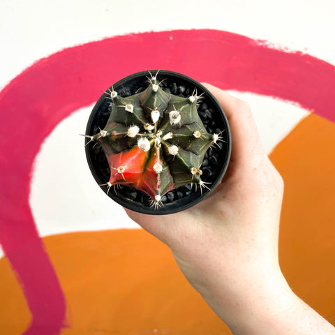 Variegated Moon Cactus - Gymnocalycium mihanovichii friedrichii varieg ...