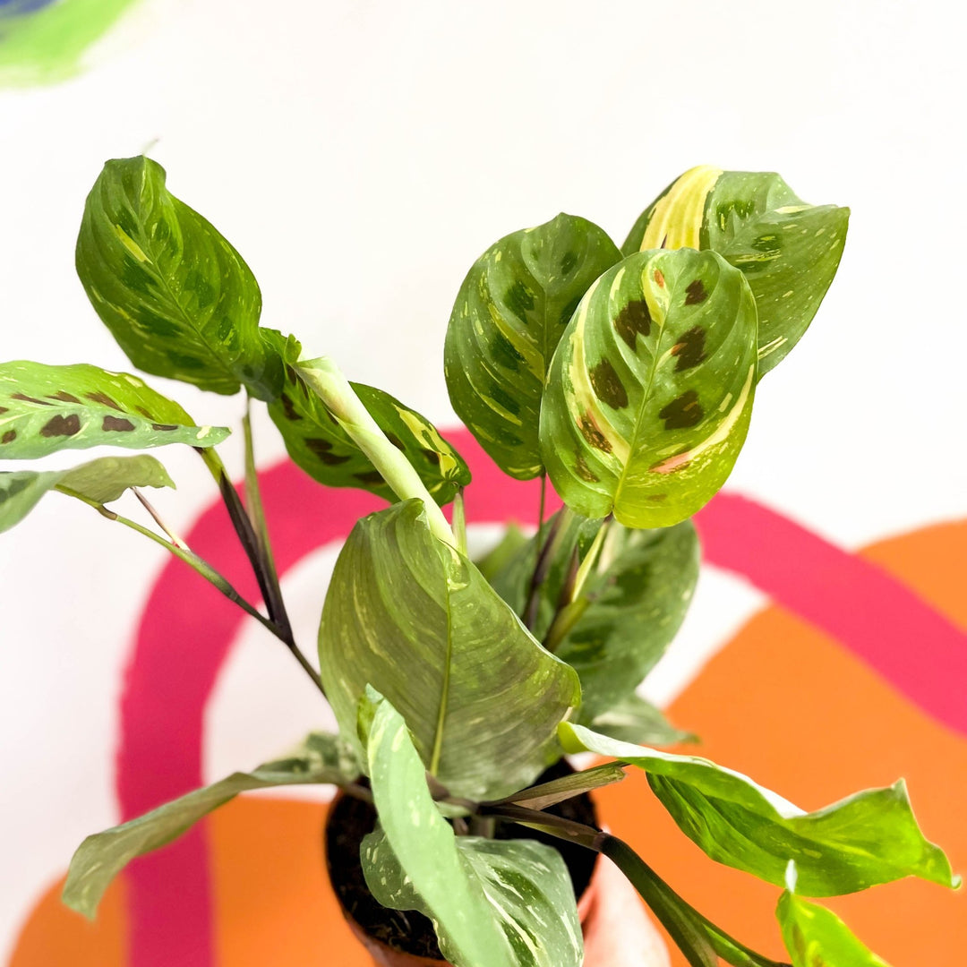 Maranta leuconeura ‘Fiesta’ - Variegated Rabbit's Foot Prayer Plant ...