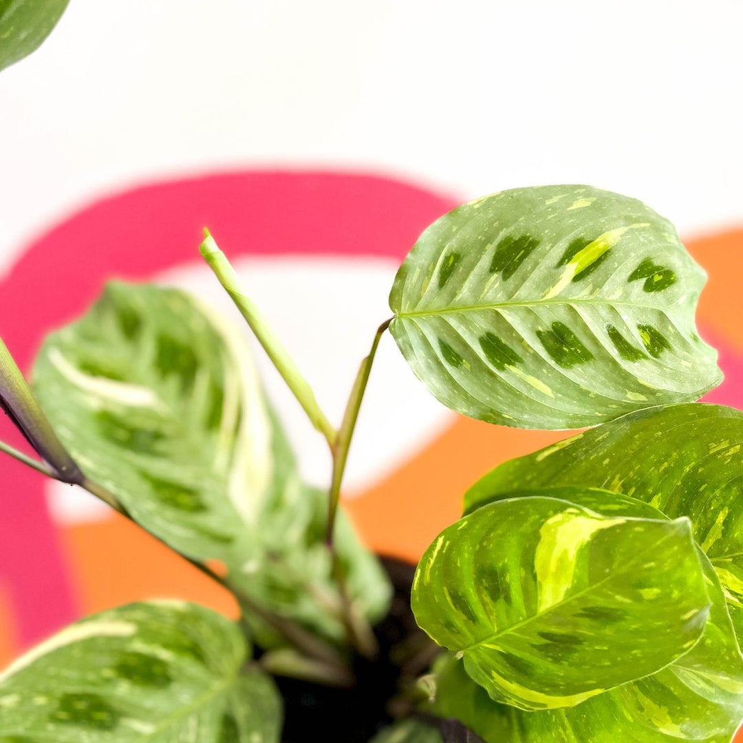 Maranta leuconeura ‘Fiesta’ - Variegated Rabbit's Foot Prayer Plant ...