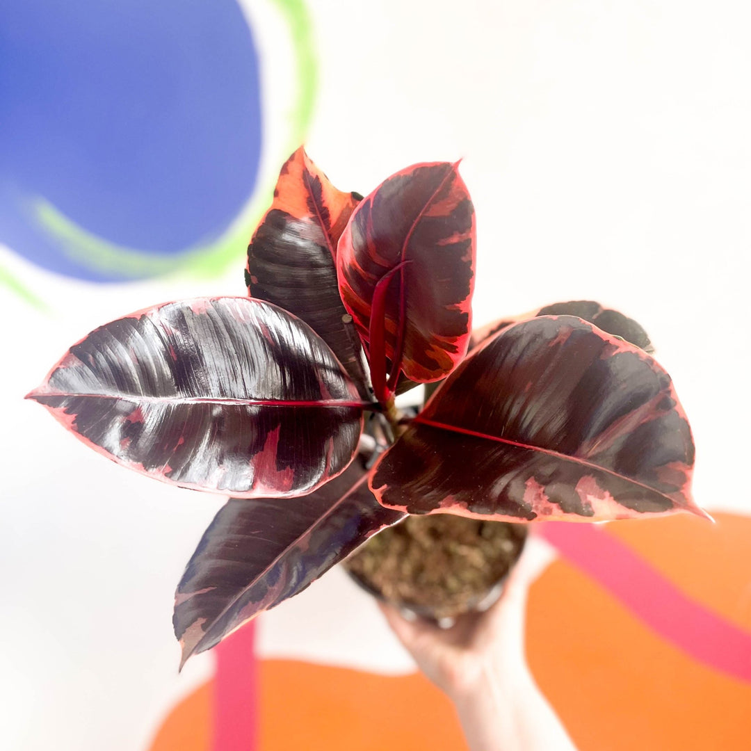 Ficus elastica 'Belize' - Variegated Rubber Tree – Sprouts of Bristol