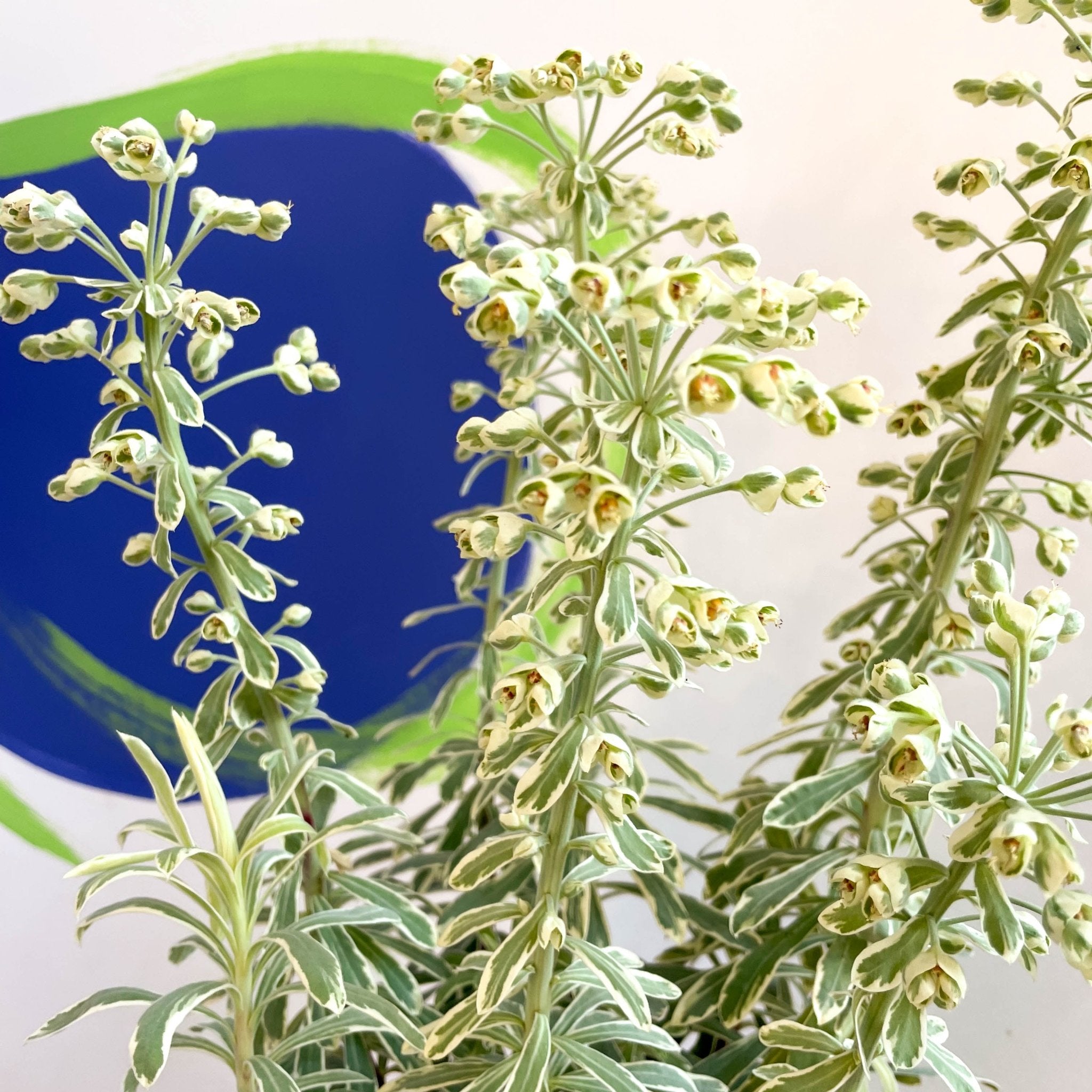 Variegated Spurge - Euphorbia characias 'Silver Swan' - Evergreen Pere ...