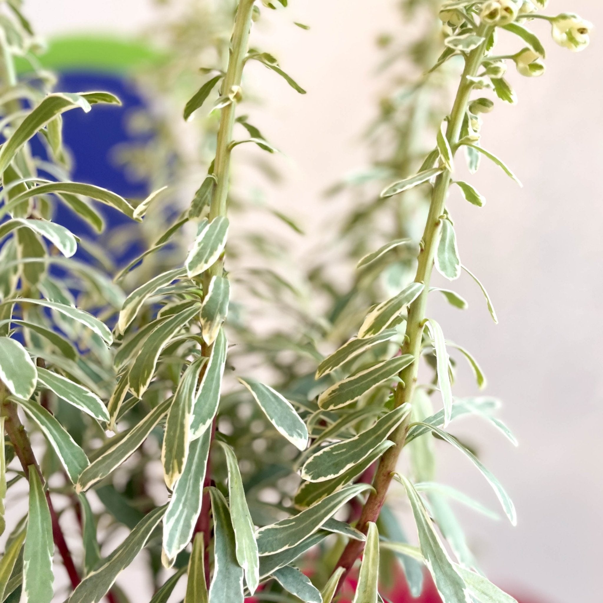 Variegated Spurge - Euphorbia characias 'Silver Swan' - Evergreen Pere ...