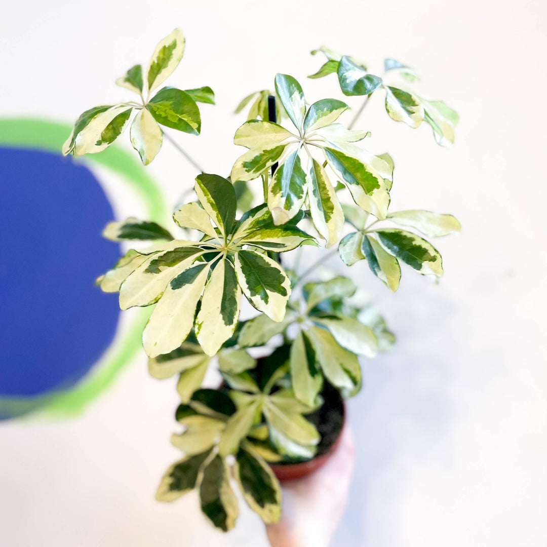 Variegated Umbrella Plant - Schefflera arboricola 'Charlotte' – Sprouts ...
