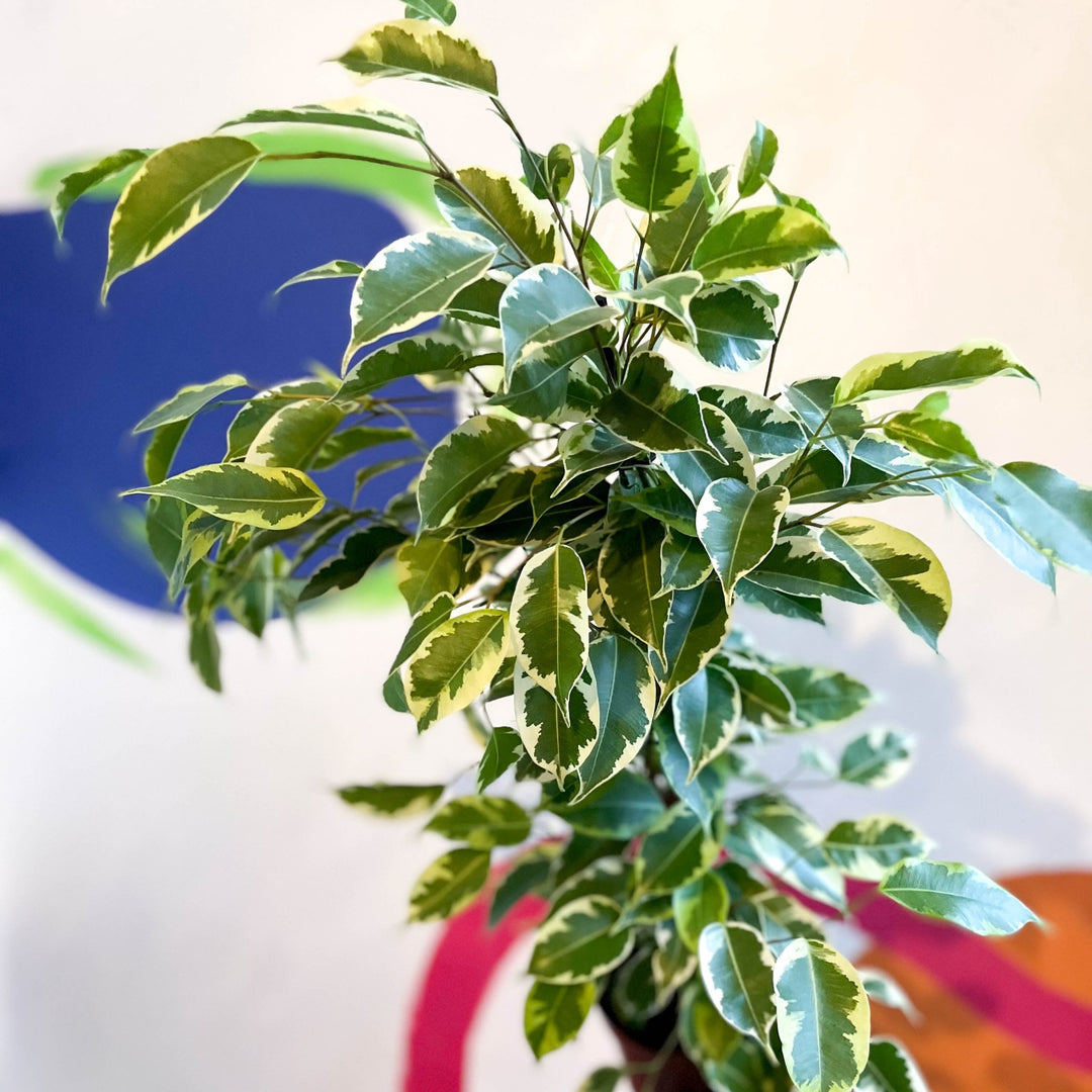 Ficus benjamina ‘Samantha’ - Variegated Weeping Fig – Sprouts of Bristol