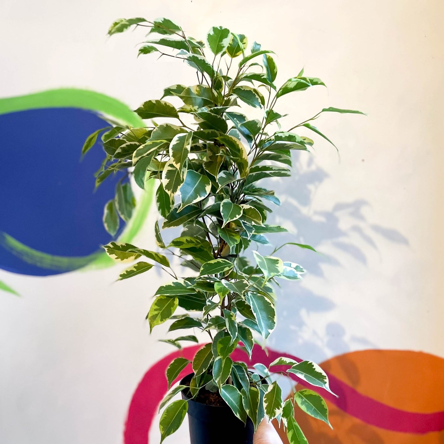 Ficus benjamina ‘Samantha’ - Variegated Weeping Fig – Sprouts of Bristol