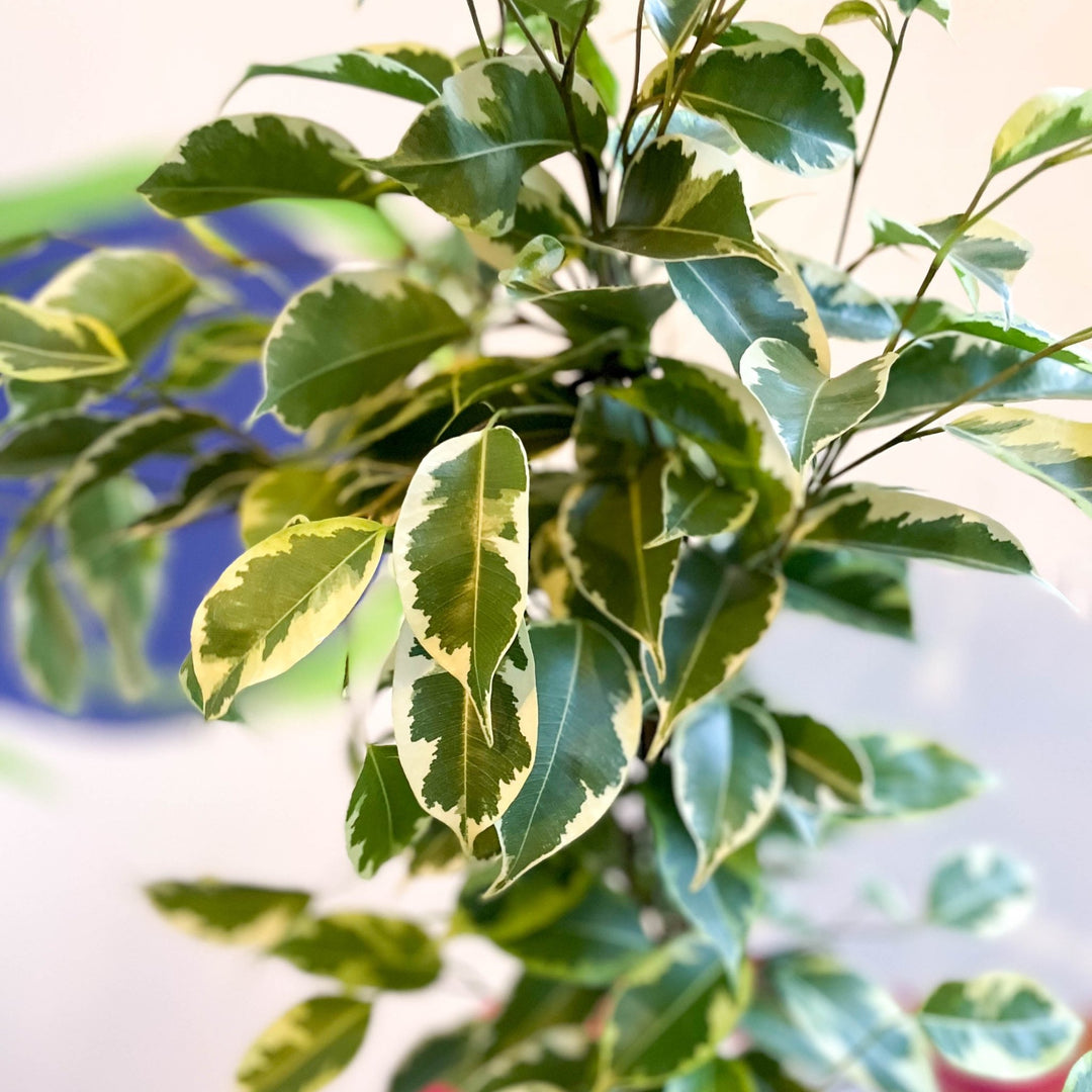 Ficus benjamina ‘Samantha’ - Variegated Weeping Fig – Sprouts of Bristol