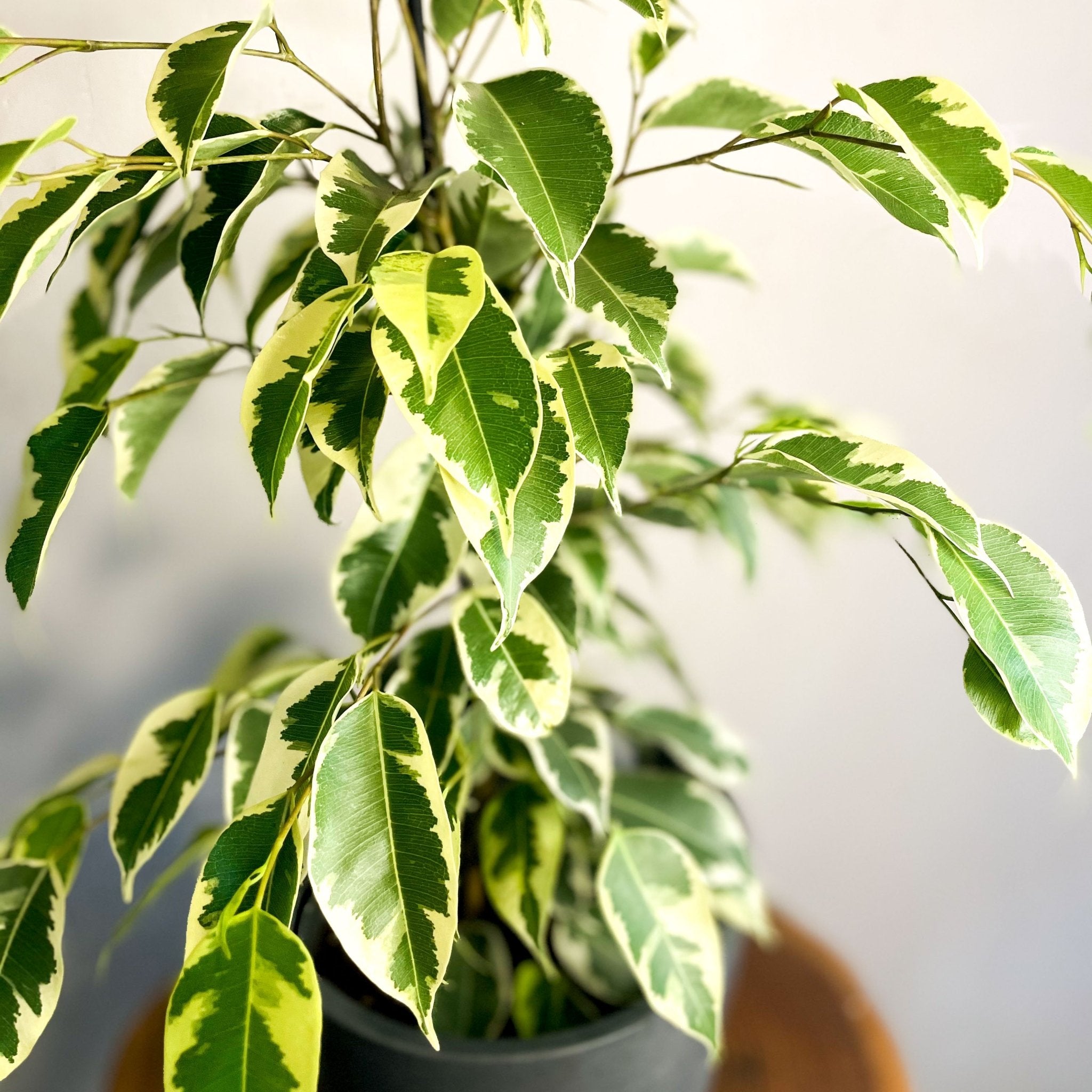 Variegated Weeping Fig - Ficus benjamina 'Variegata' – Sprouts of Bristol