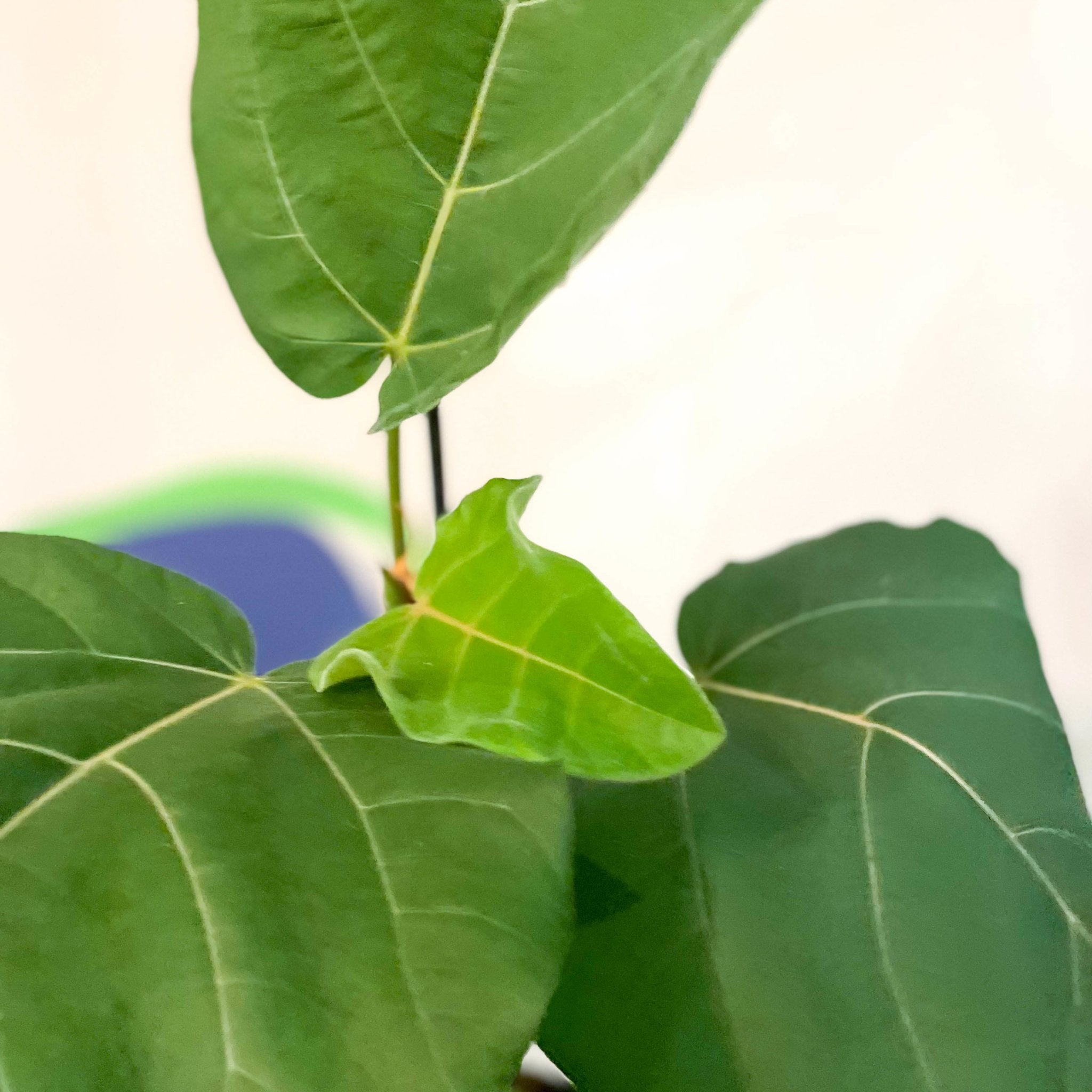 Velvet Leaf Fig Tree - Ficus auriculata 'Everest' – Sprouts of Bristol