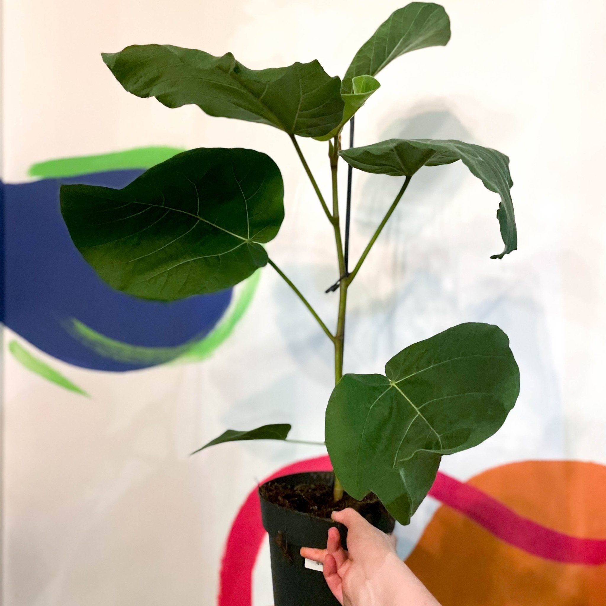 Velvet Leaf Fig Tree - Ficus auriculata 'Everest' – Sprouts of Bristol