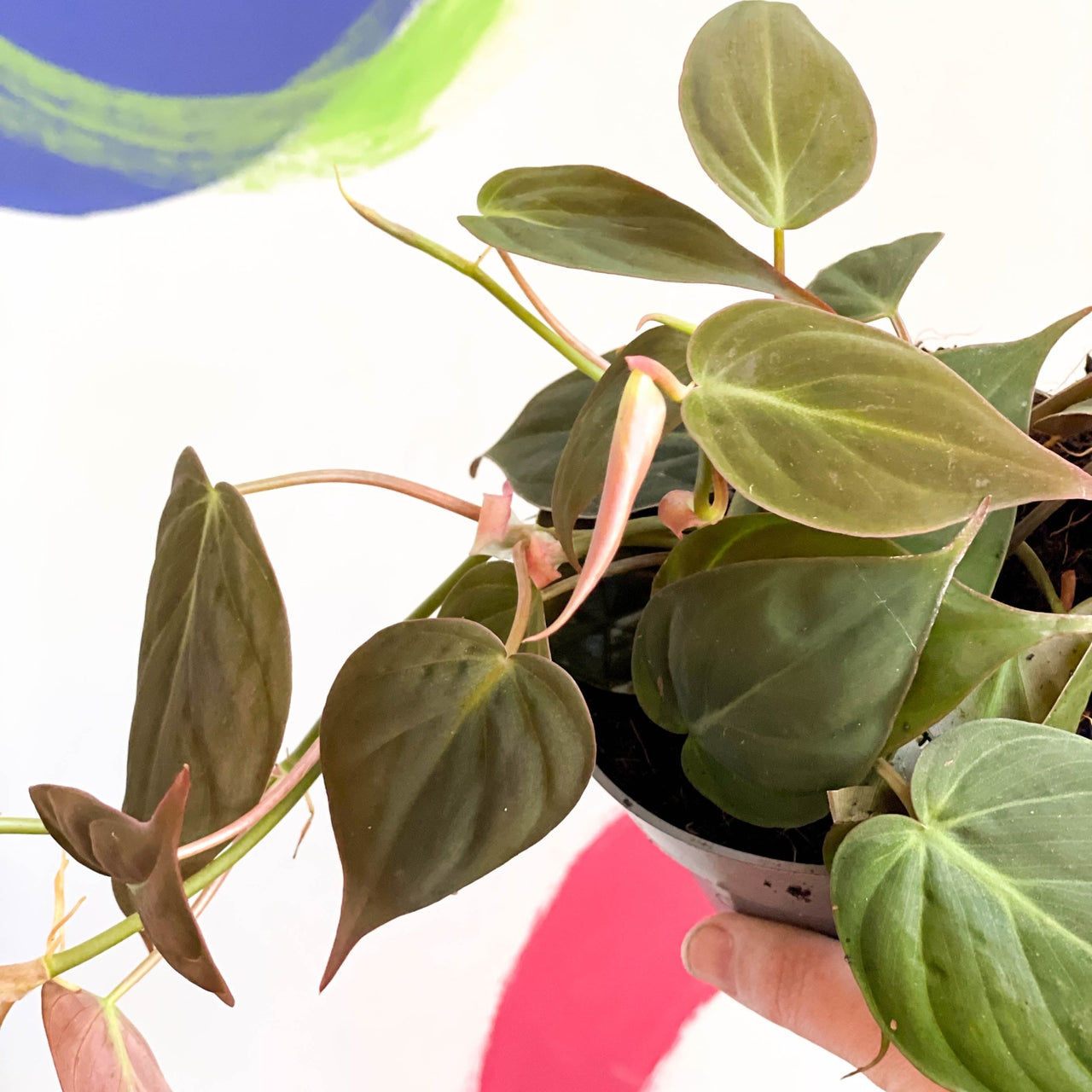 Velvet Leaf Philodendron - Philodendron scandens 'Micans' – Sprouts of ...