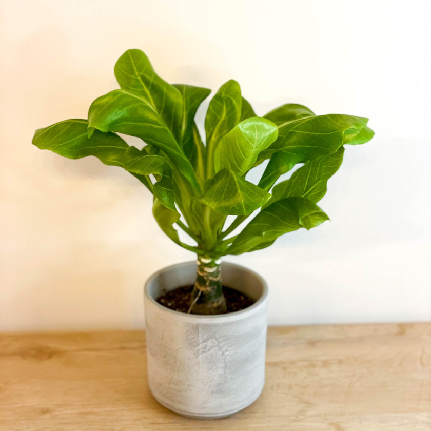 Vulcan Palm - Brighamia insignis 'Hawaii Palm' – Sprouts of Bristol